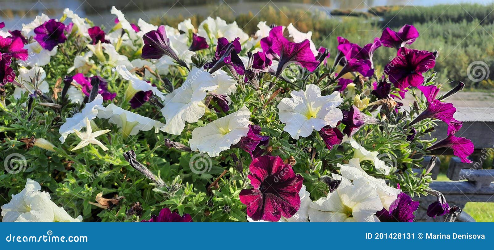 Flowers on the waterfront stock image. Image of waterfront - 201428131