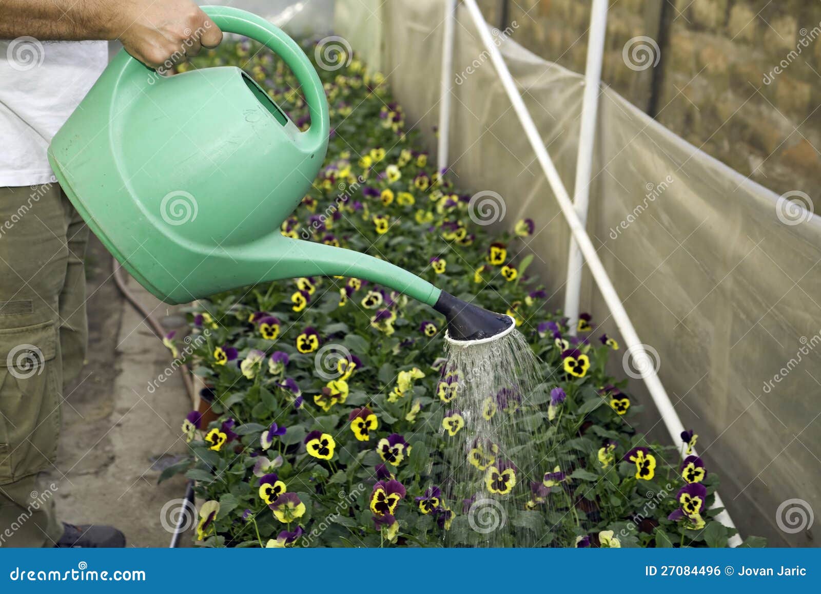 Flowers watering stock photo. Image of rows, green, nature - 27084496