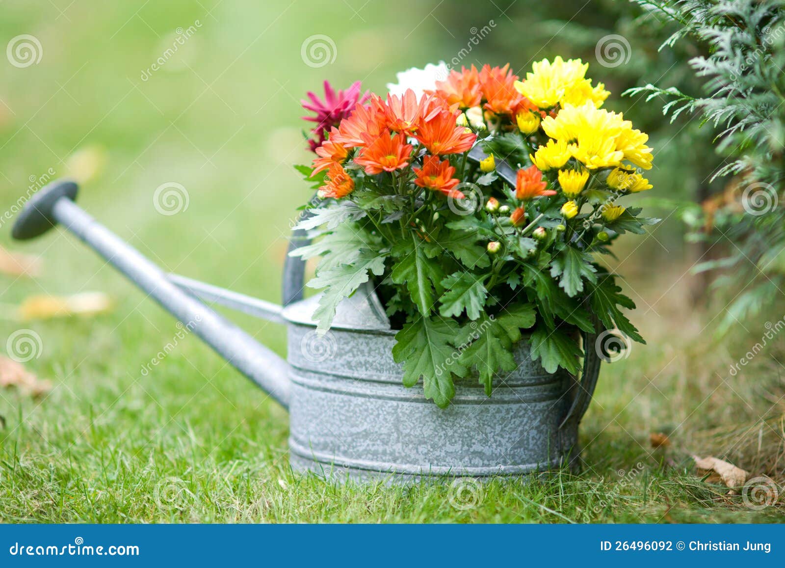 Flowers in a watering can stock photo. Image of greeting - 26496092