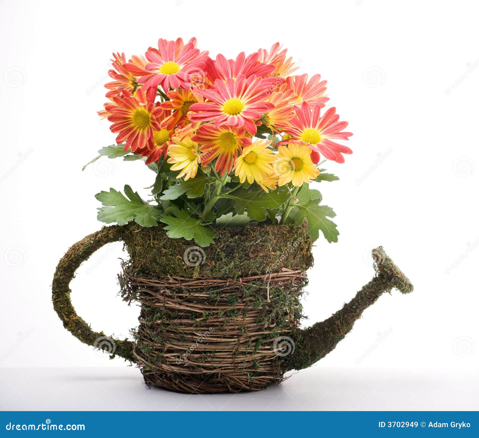 Flowers in watering can stock image. Image of gardening - 3702949