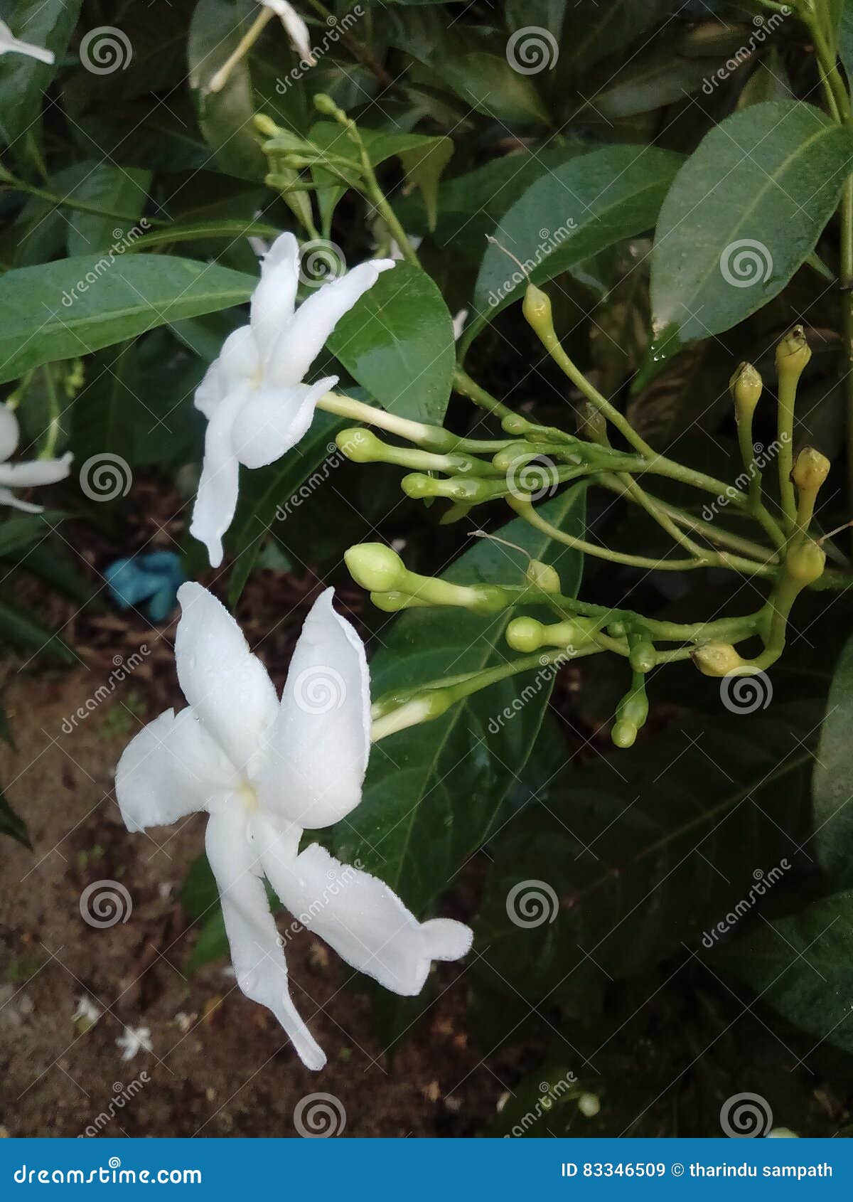 Wathusudda Flowers White, Tabernaemontana Divaricata, Commonly Called ...