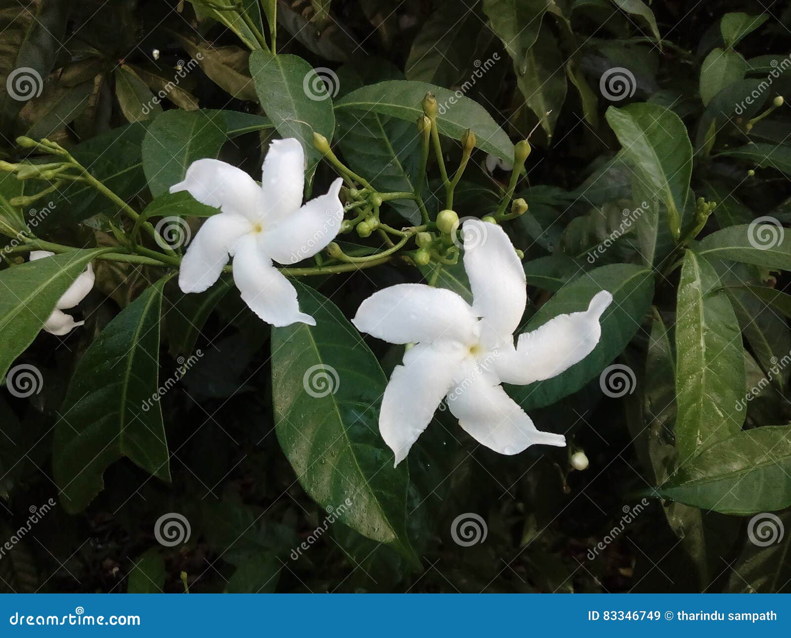 Wathusudda Flowers White, Tabernaemontana Divaricata, Commonly Called ...