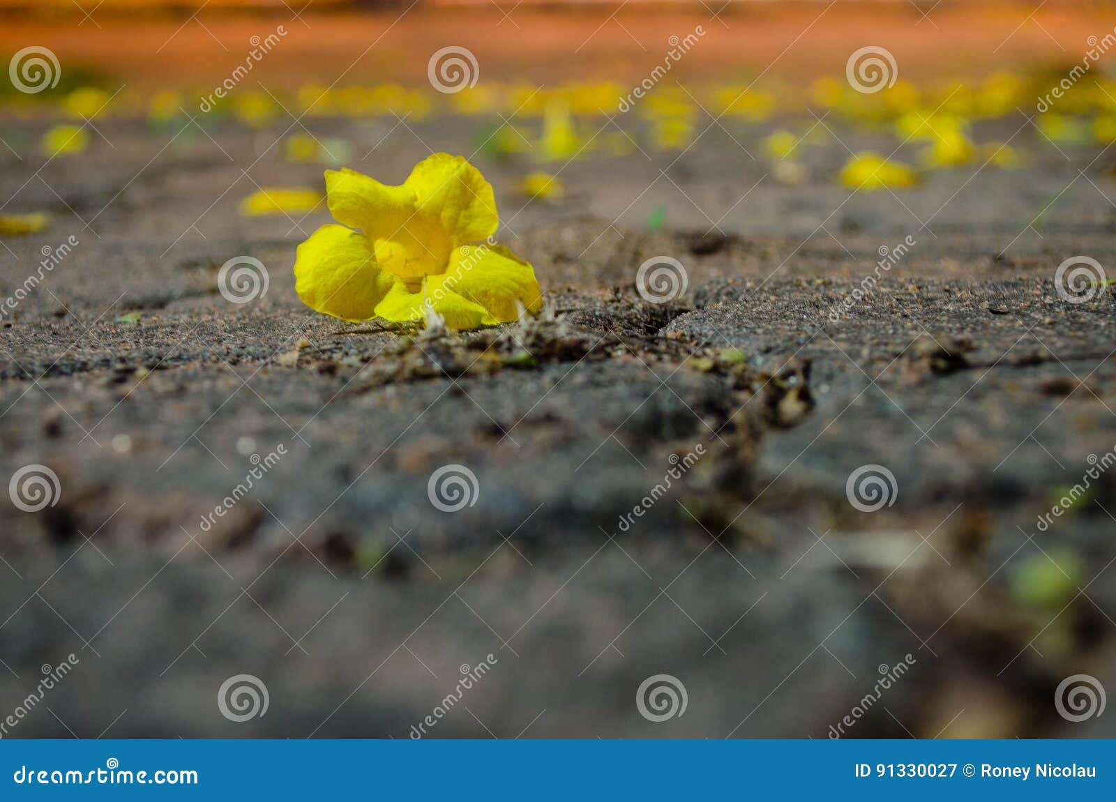 Flowers on the way stock image. Image of flours, flores - 91330027