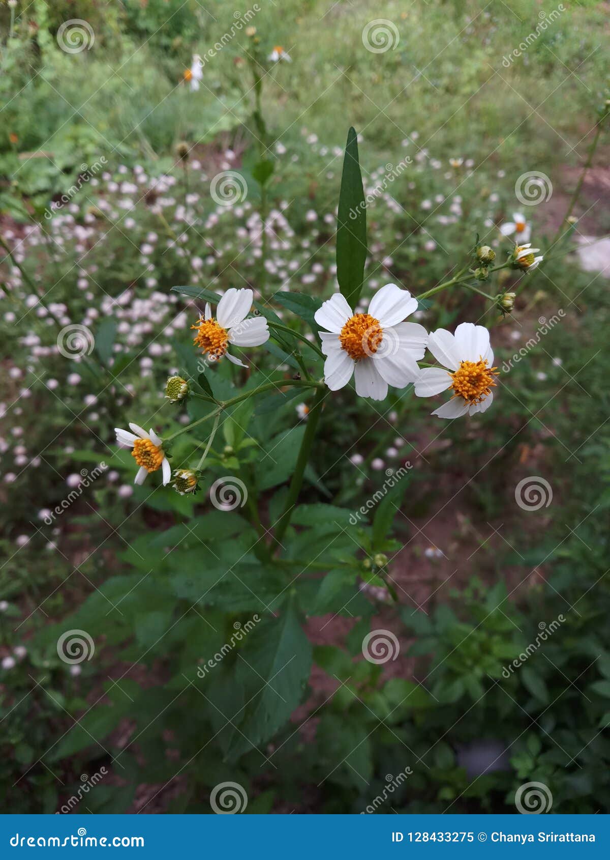 Flowers of weed stock image. Image of plants, bloom - 128433275