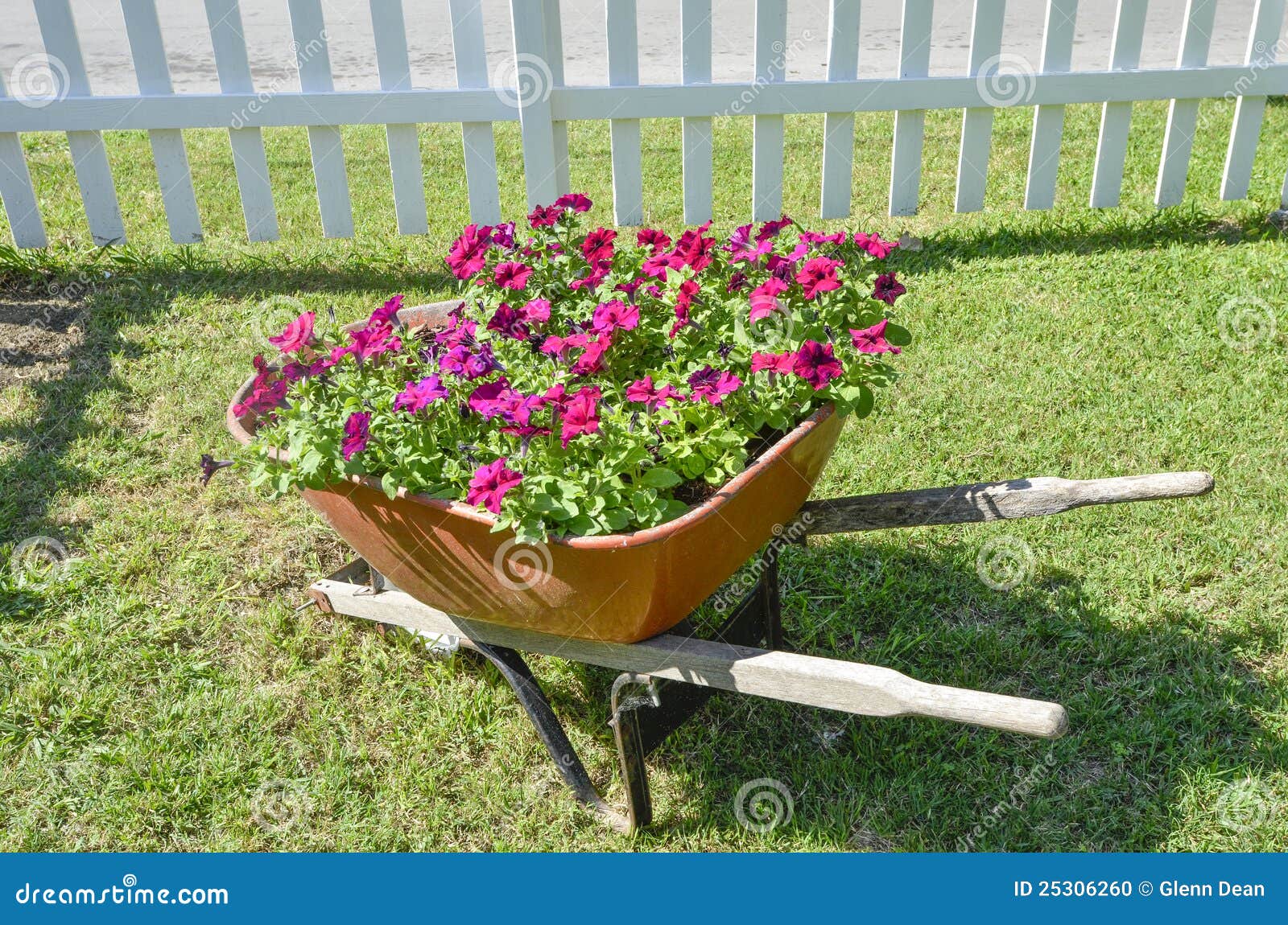 Flowers in a wheel barrow stock photo. Image of leaves - 25306260