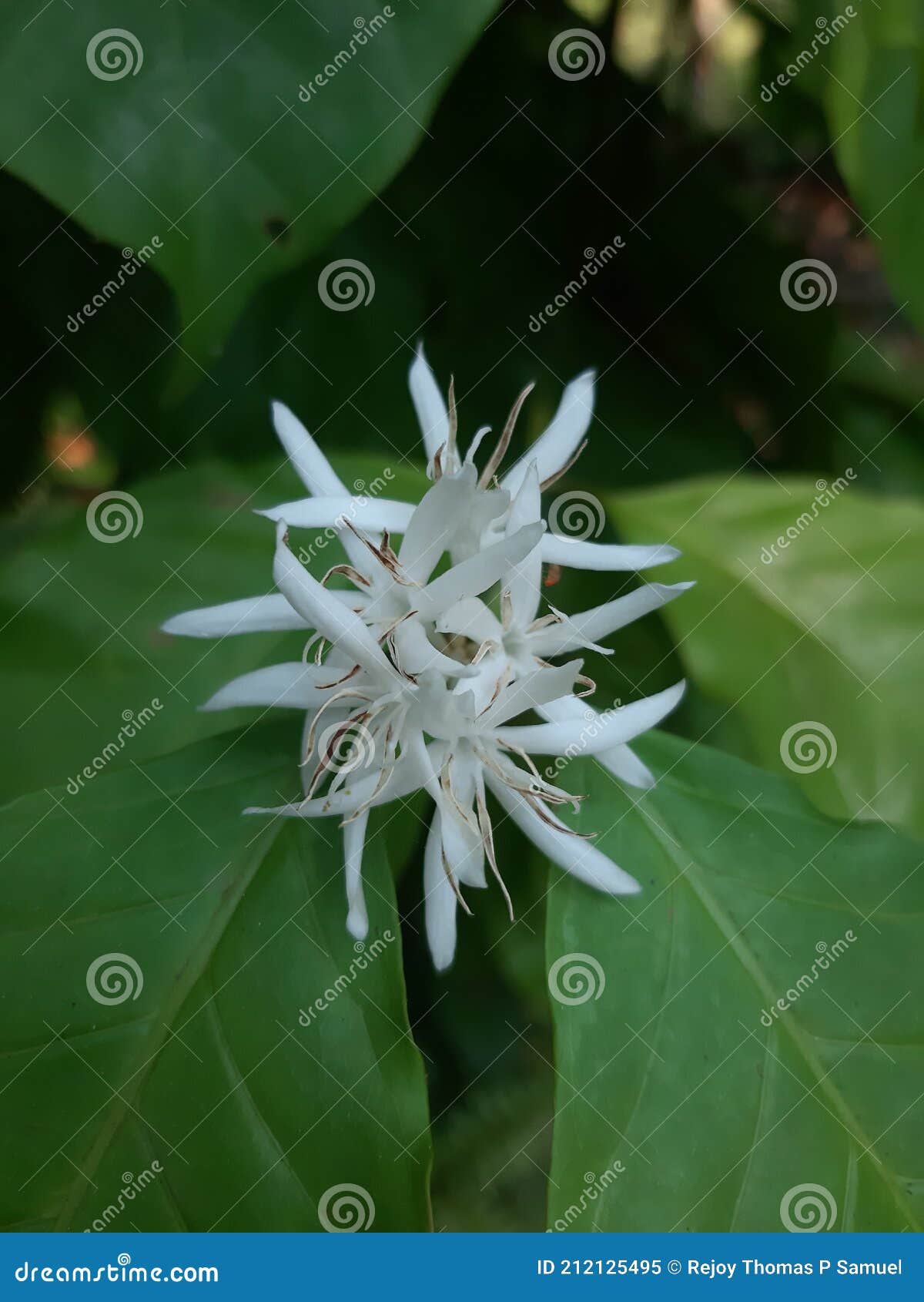 Flowers, White Flowers, Caapi Flowers, Caapi Plant Flowers, Coffee ...