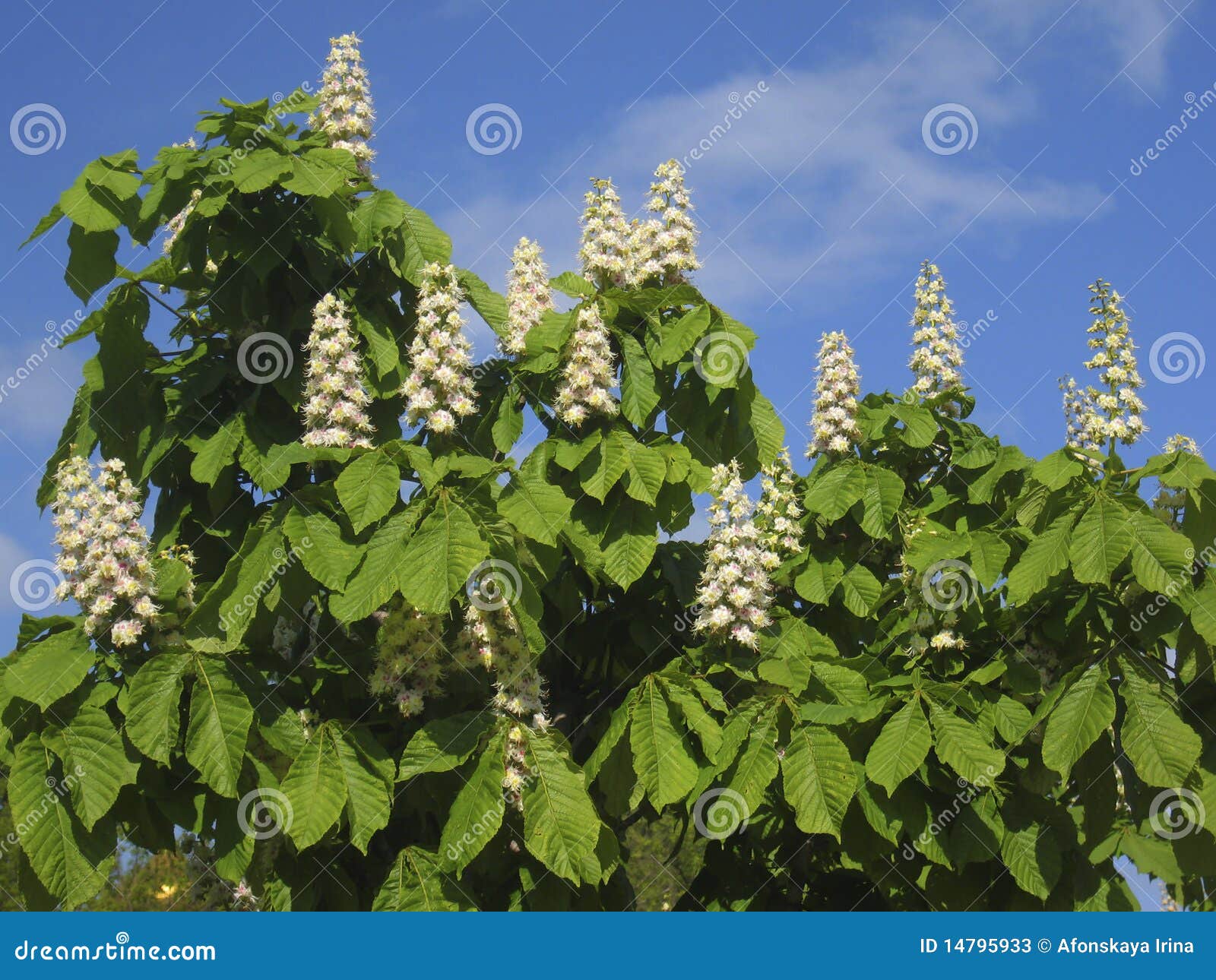 Flowers of white chestnut stock image. Image of plant - 14795933