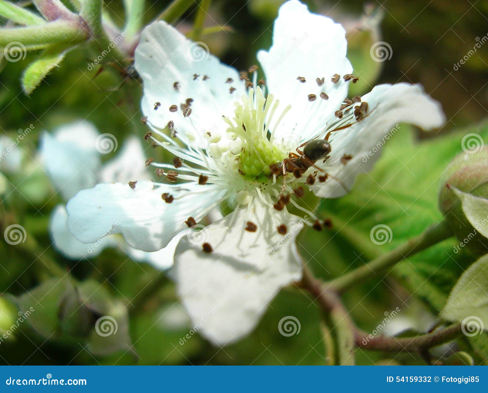 The Flowers of White Color Growing Stock Photo - Image of sunlight ...