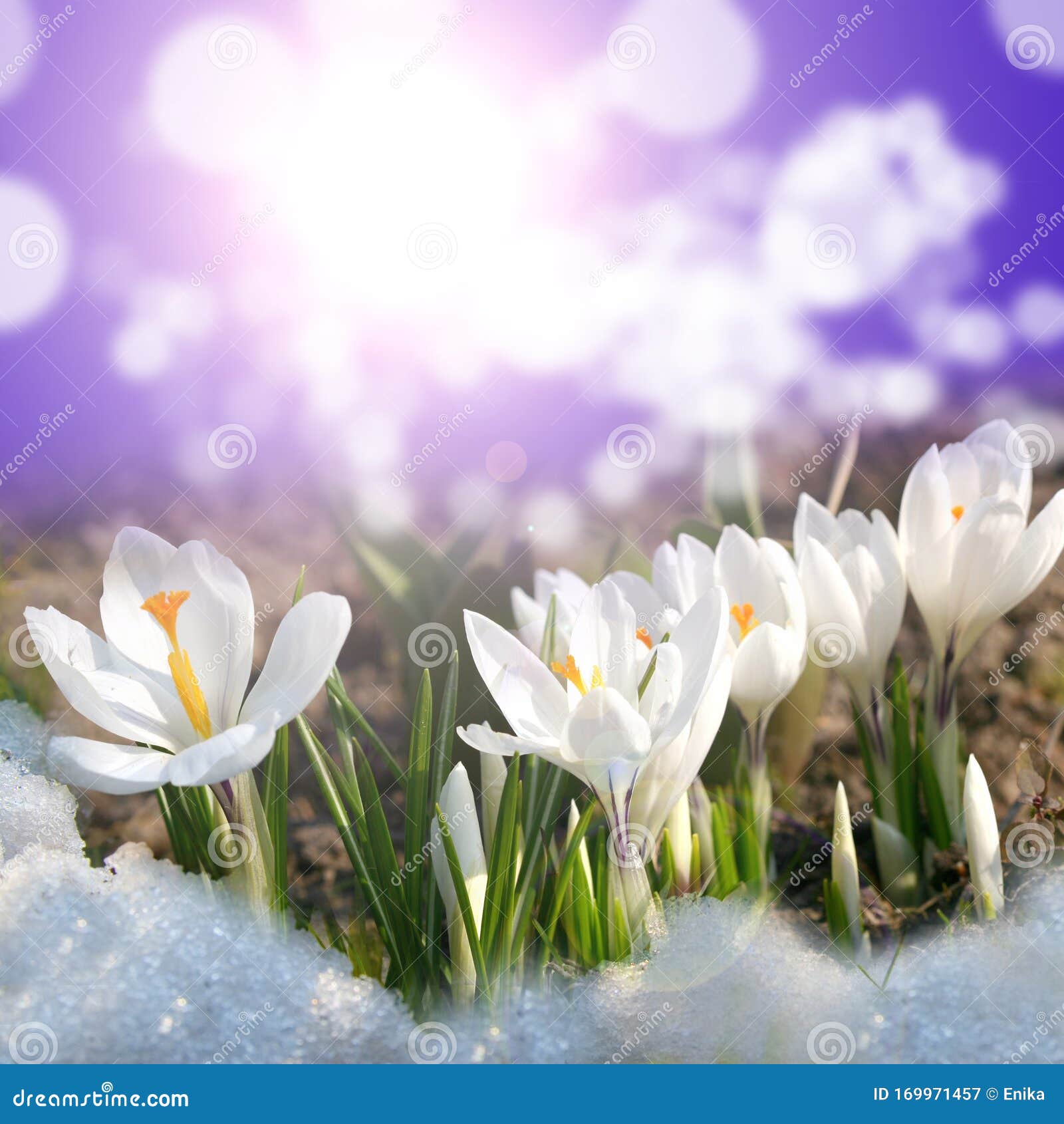 Flowers White Crocus in the Snow Stock Image - Image of grow, plant ...