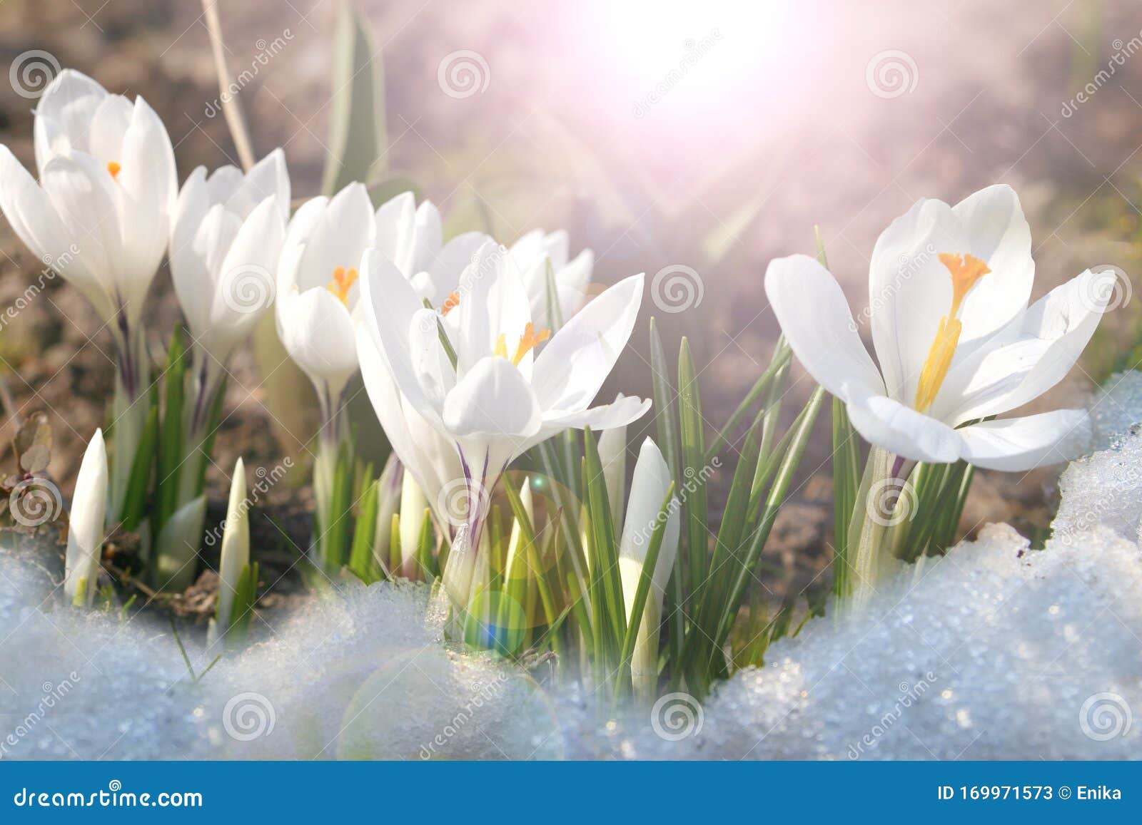 Flowers White Crocus in the Snow Stock Image - Image of green, primrose ...