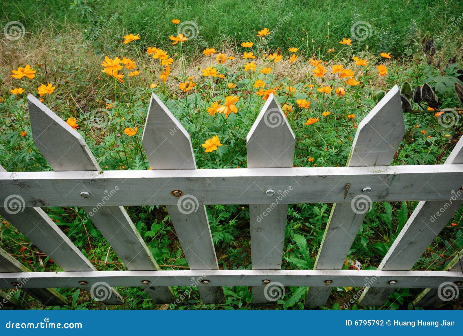 Flowers and white fence stock photo. Image of colorful - 6795792