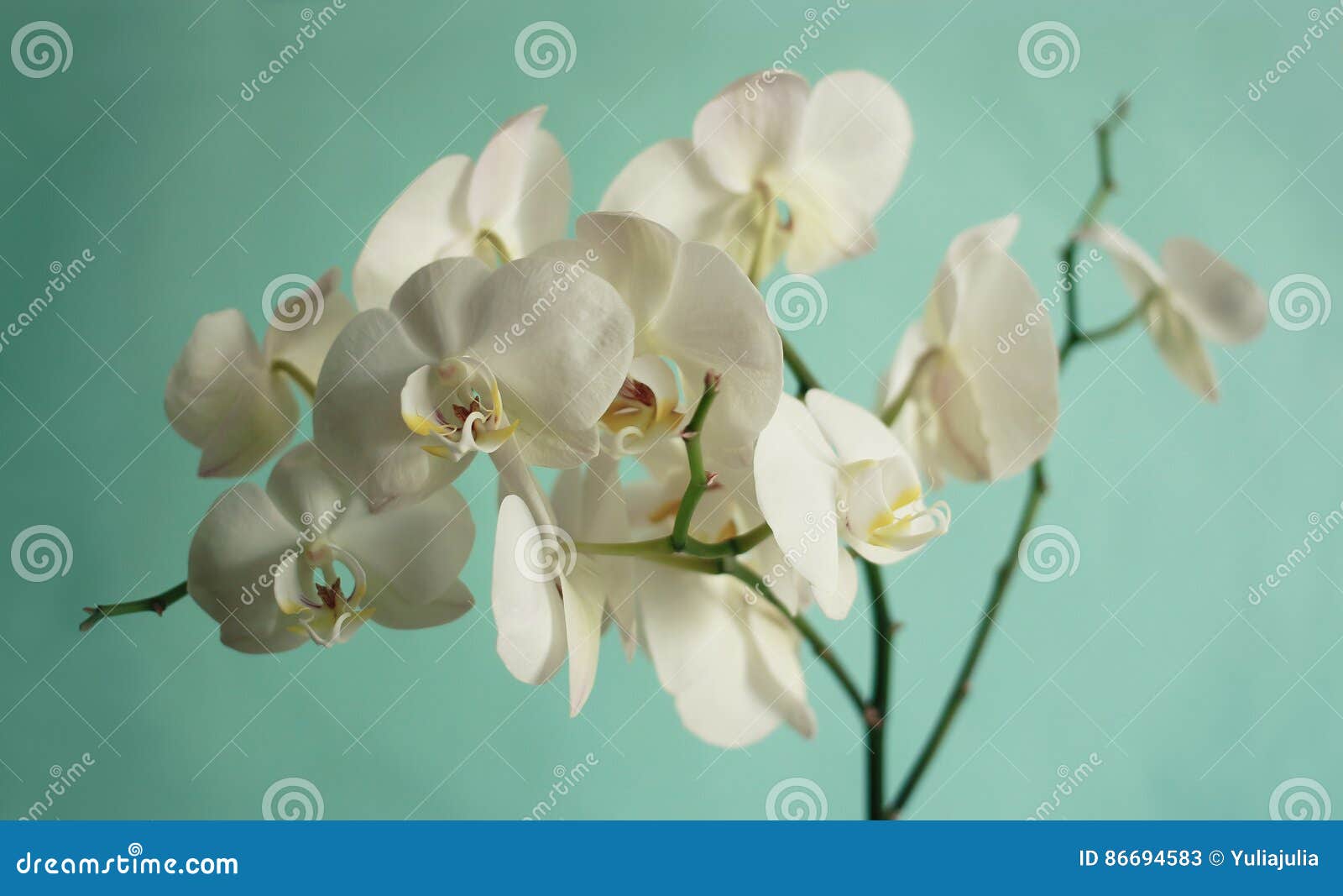 Flowers of White Orchids on a Turquoise Background Stock Image - Image ...