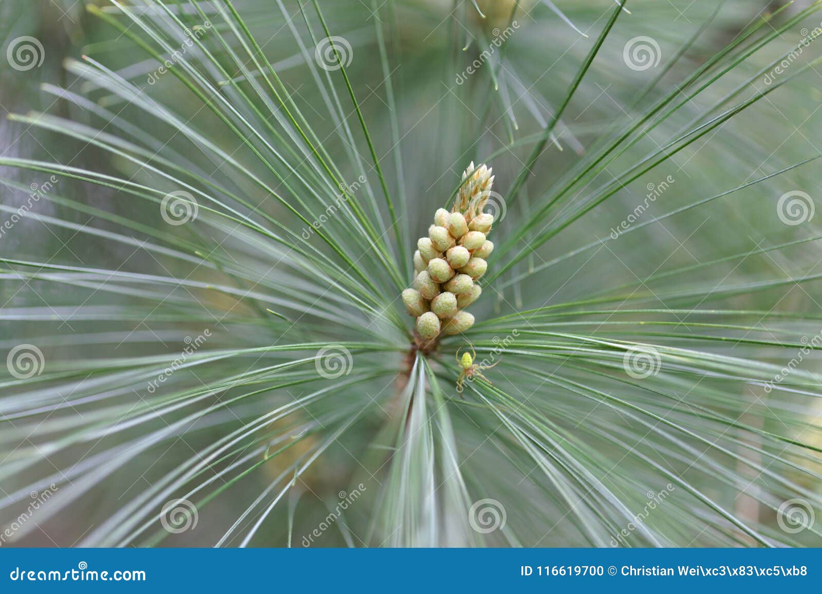 Flowers of a White Pine Pinus Strobus Stock Photo - Image of natural ...
