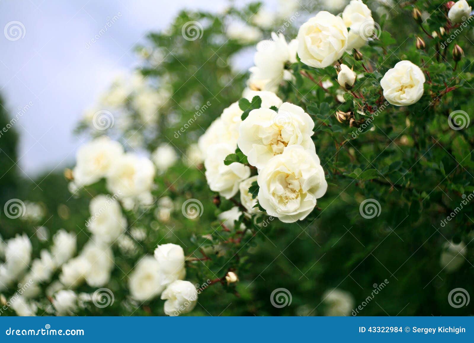 Flowers of White Roses, Soft Effect Stock Photo - Image of blooming ...