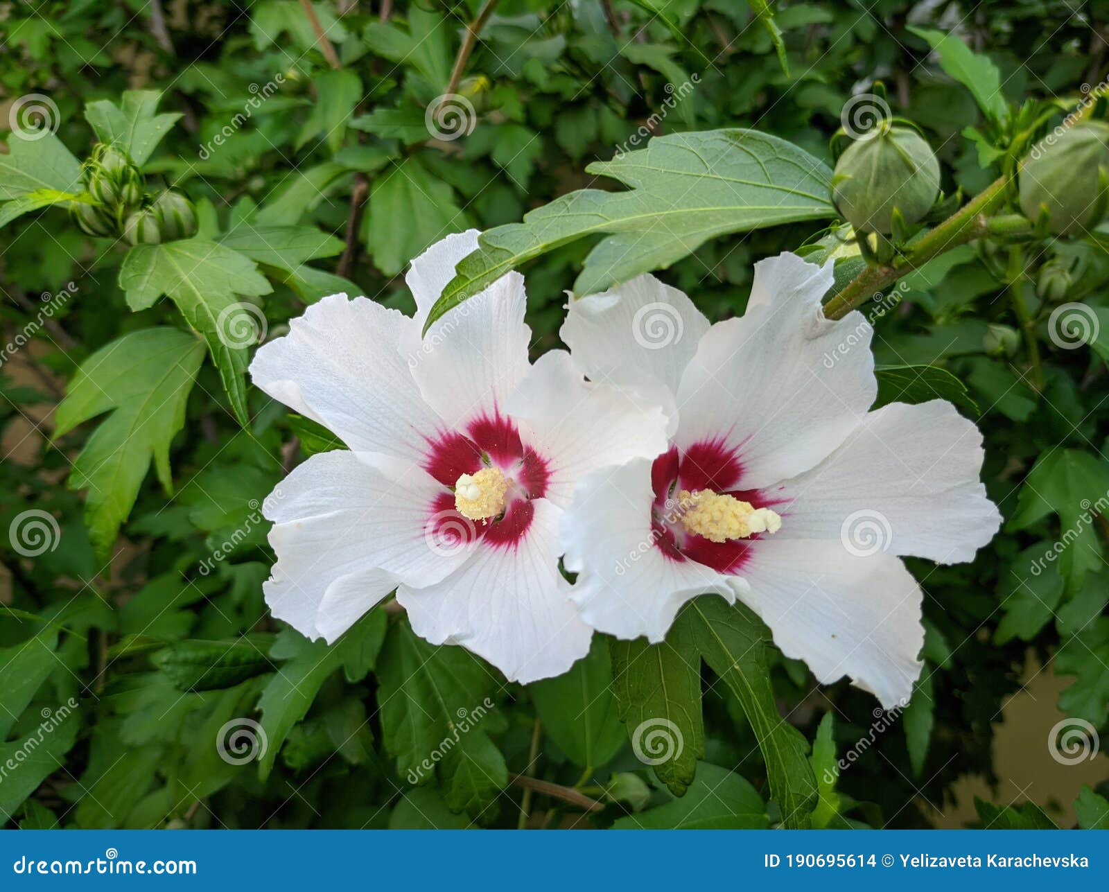 Flowers of White Syrian Tree Hibiscus on a Bush Stock Photo - Image of ...