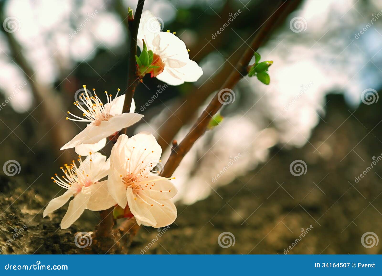 Flowers of Wild Apricot Tree Stock Image - Image of branch, background ...