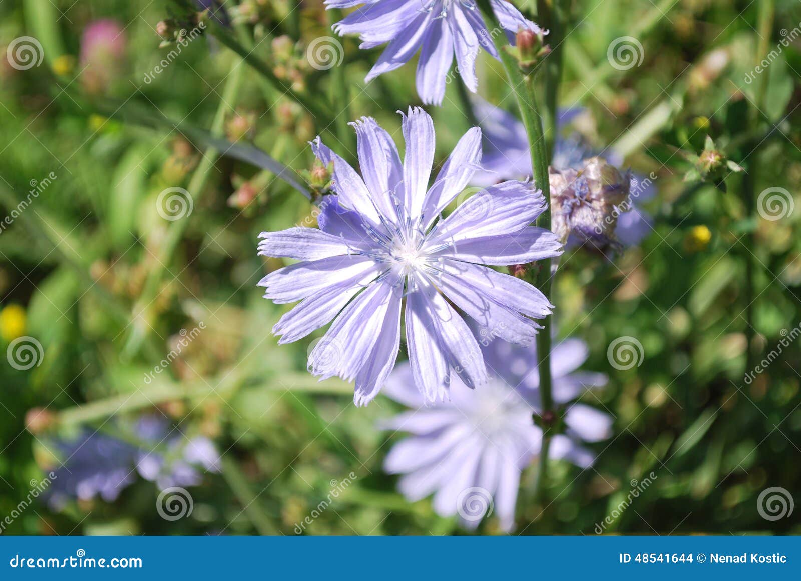 Wild Chicory (Cichorium Intybus), Edible Plant Of Fields, Foraging ...