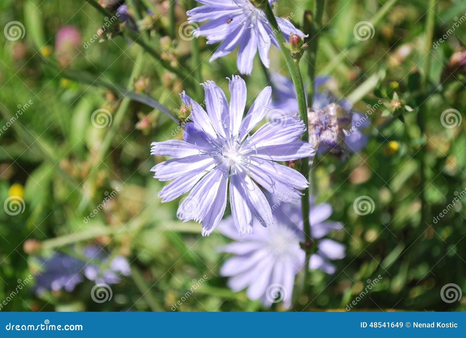 Flowers of wild chicory stock image. Image of head, bright - 48541649