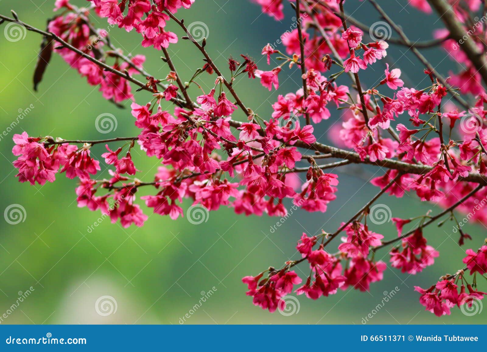 Flowers ,Wild Himalayan Cherry ,tree Stock Image - Image of leaf ...