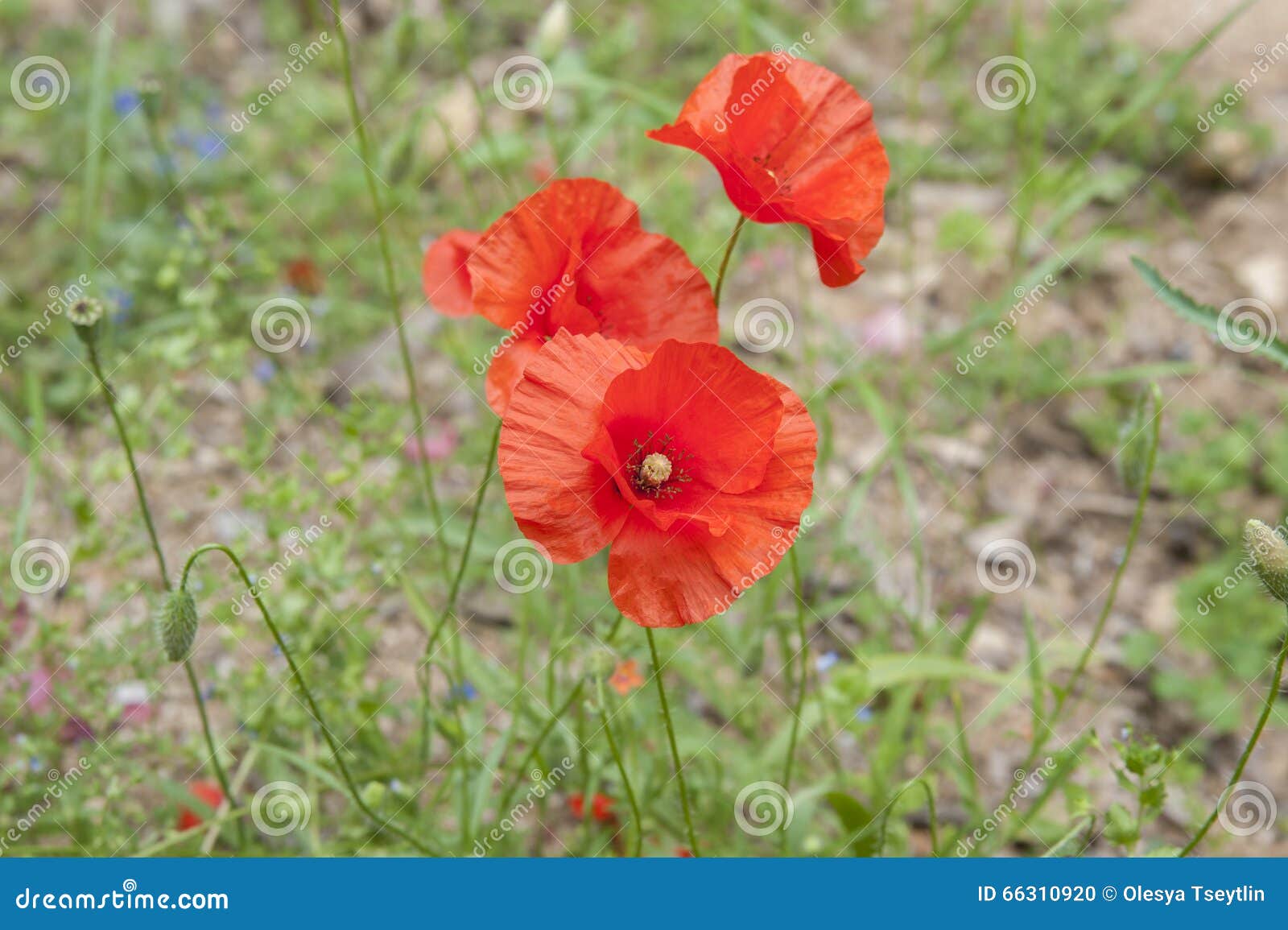 Flowers of wild poppy. stock photo. Image of cultivation - 66310920