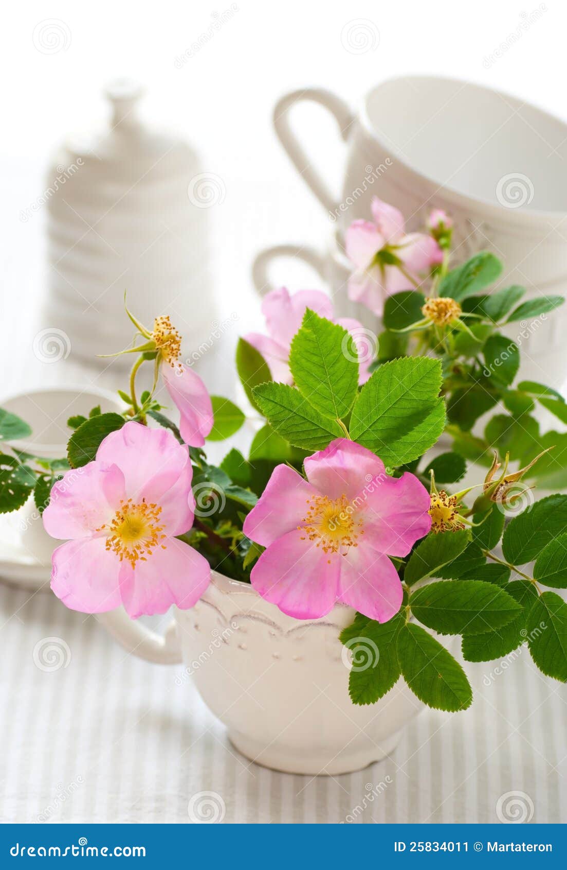 Flowers of Wild Rose in the Cup Stock Image - Image of canker, still ...