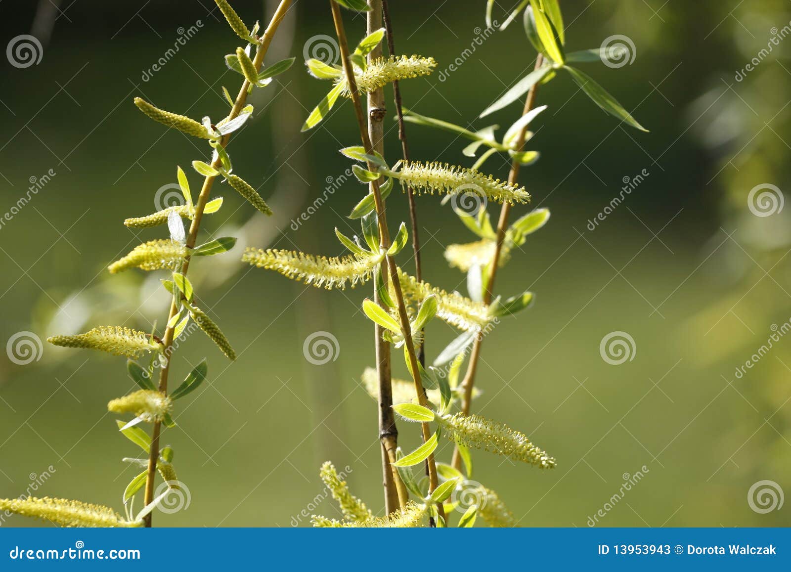 Flowers of willow stock image. Image of branch, texture - 13953943