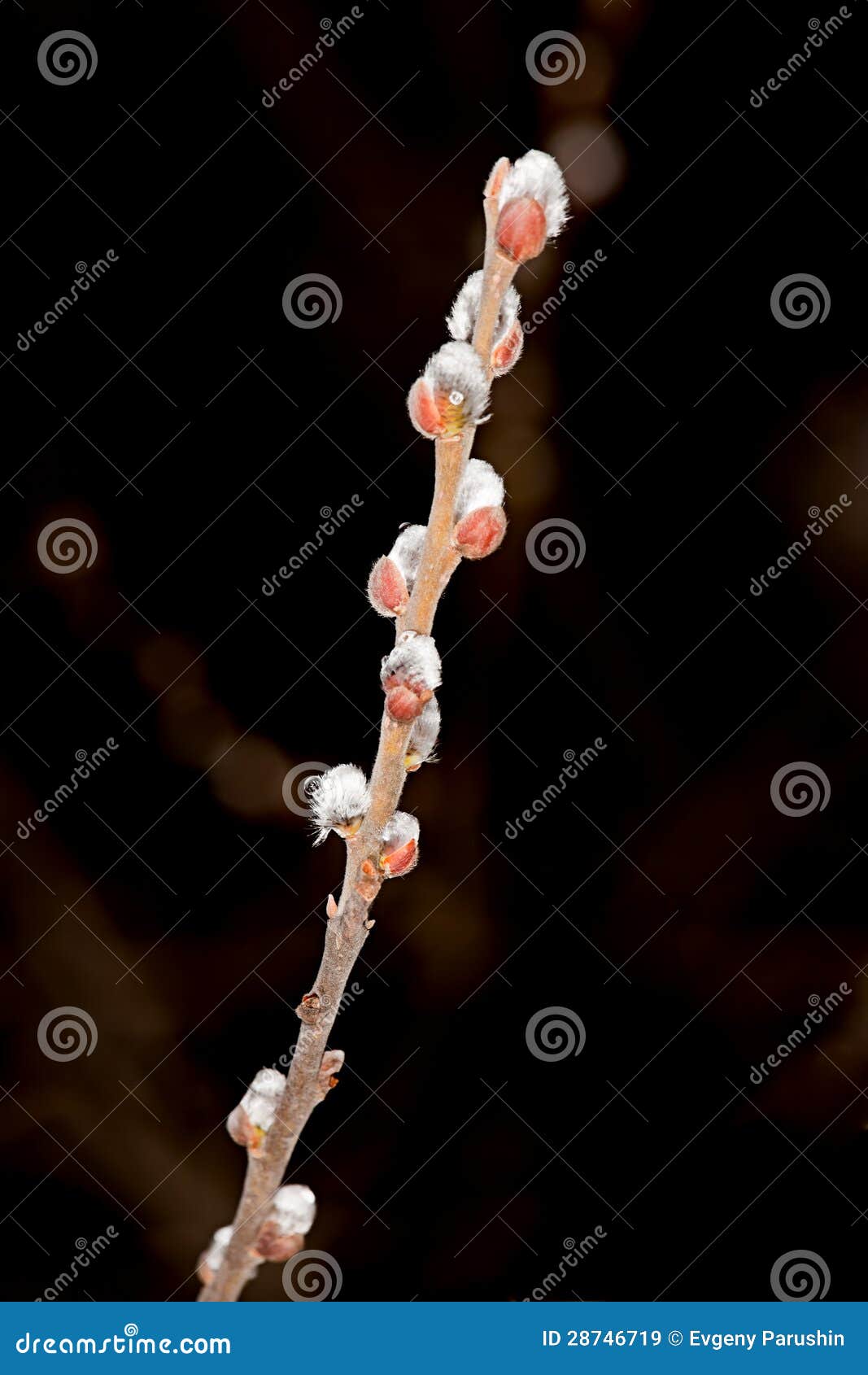 Flowers Willow Spring (Salix) Stock Image - Image of salix, botany ...