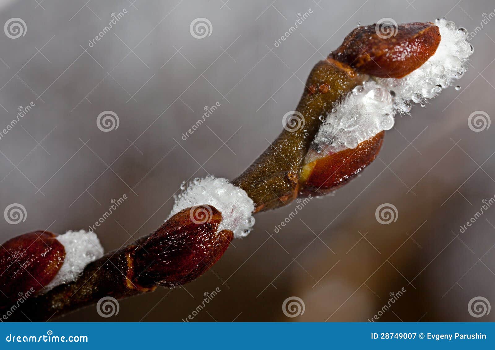 Flowers Willow Spring (Salix) Stock Image - Image of branch, growth ...