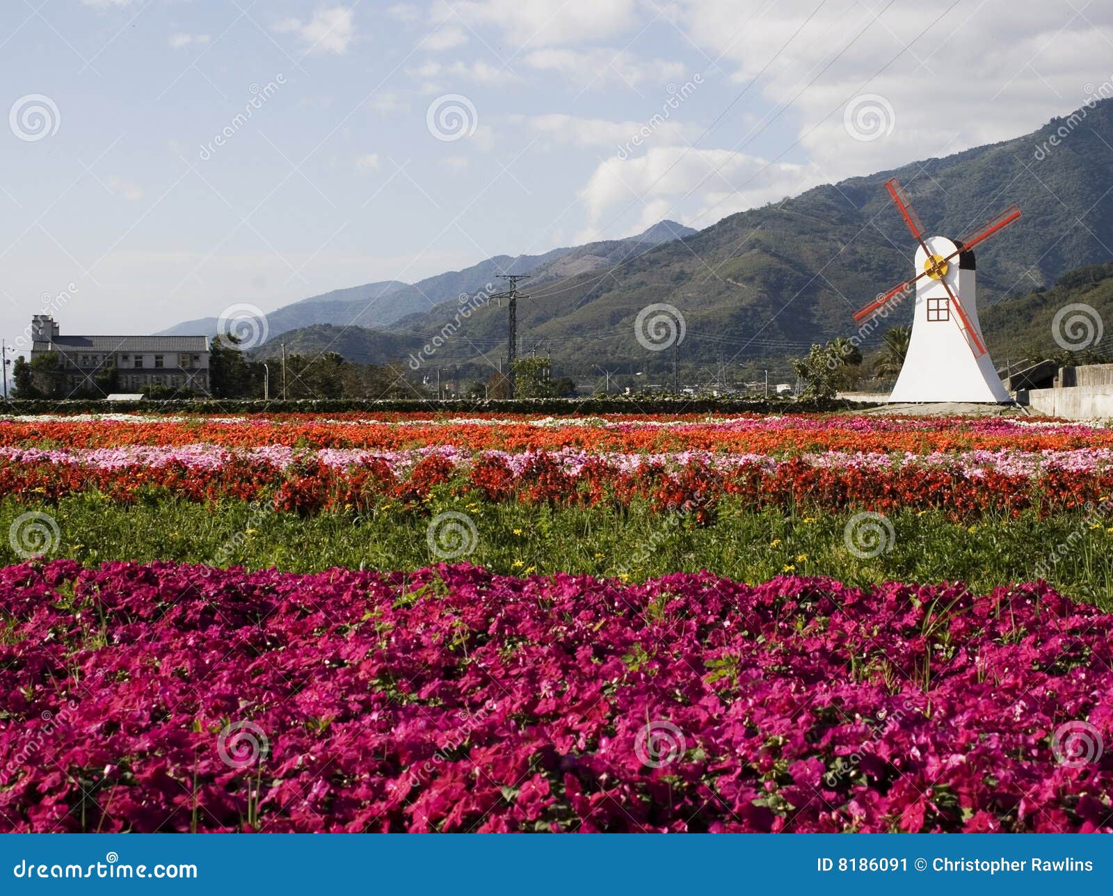 Flowers and windmill stock image. Image of countryside - 8186091