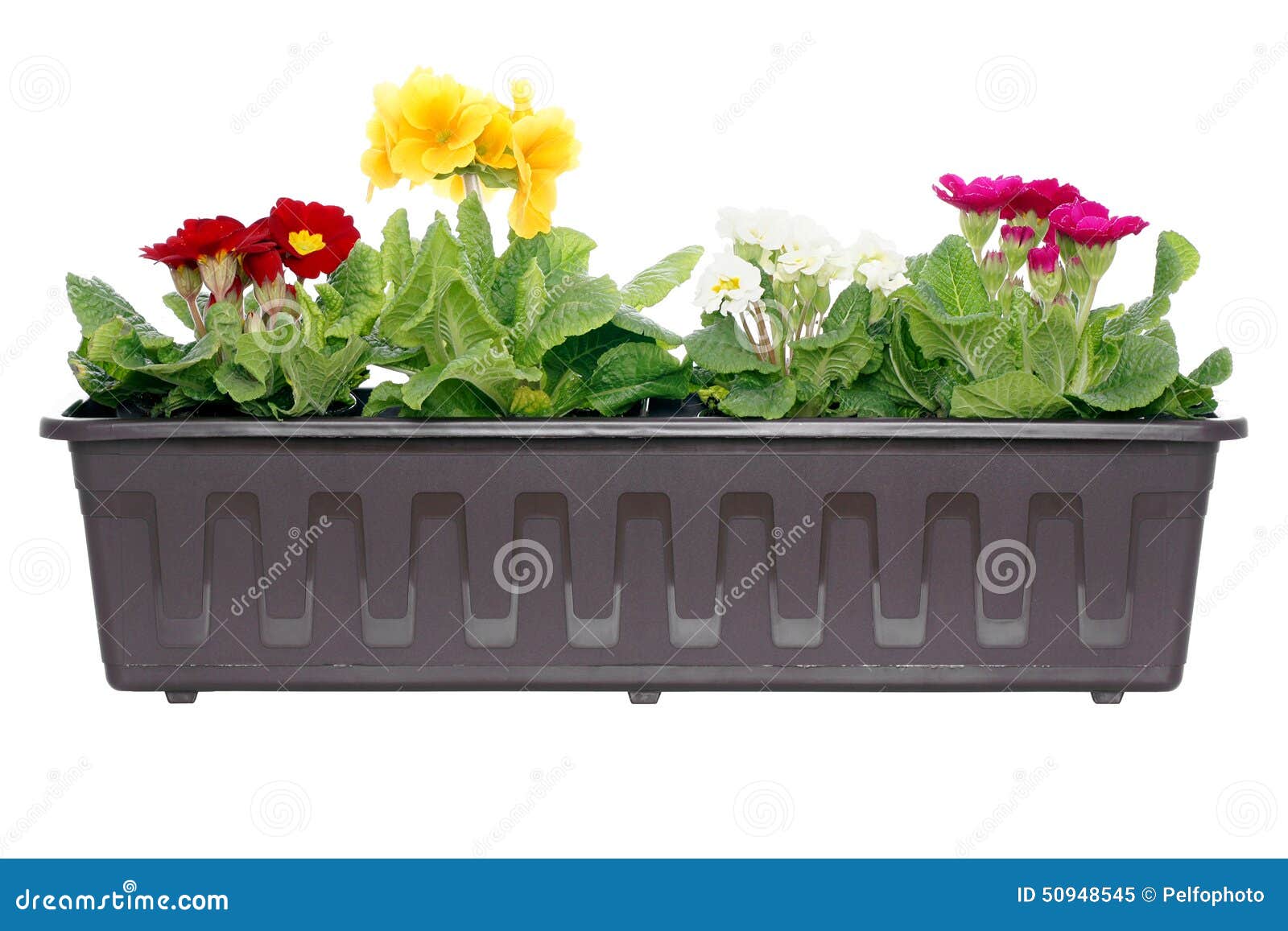 Flowers in window box stock image. Image of florist, growing - 50948545 Flowers in window box stock image. Image of florist, growing - 50948545