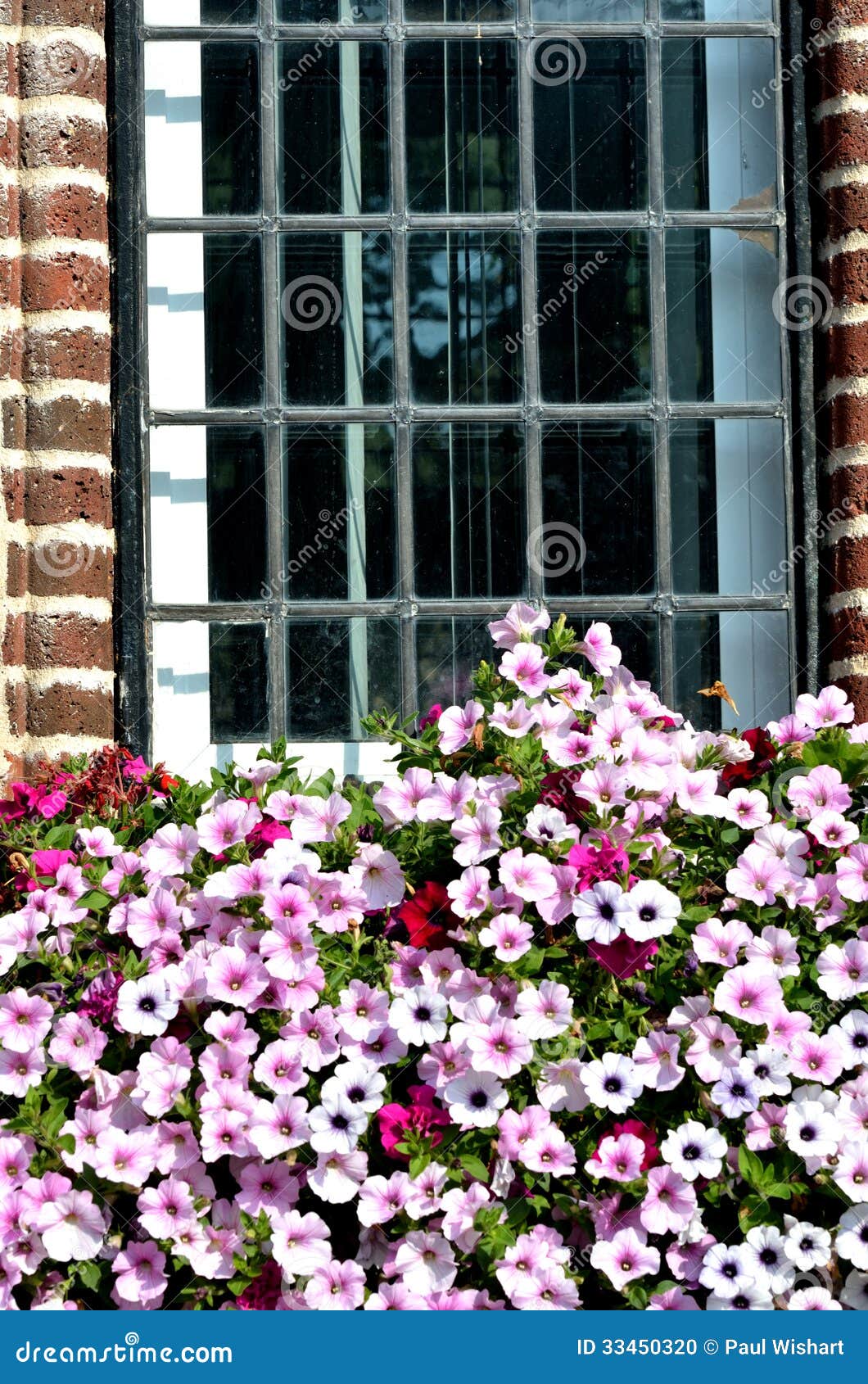 Flowers with window stock photo. Image of purple, outdoor - 33450320