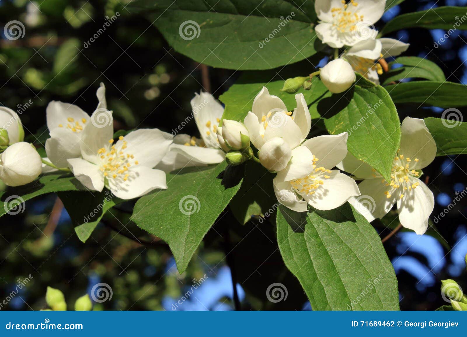 Flowers withe stock photo. Image of nature, background - 71689462