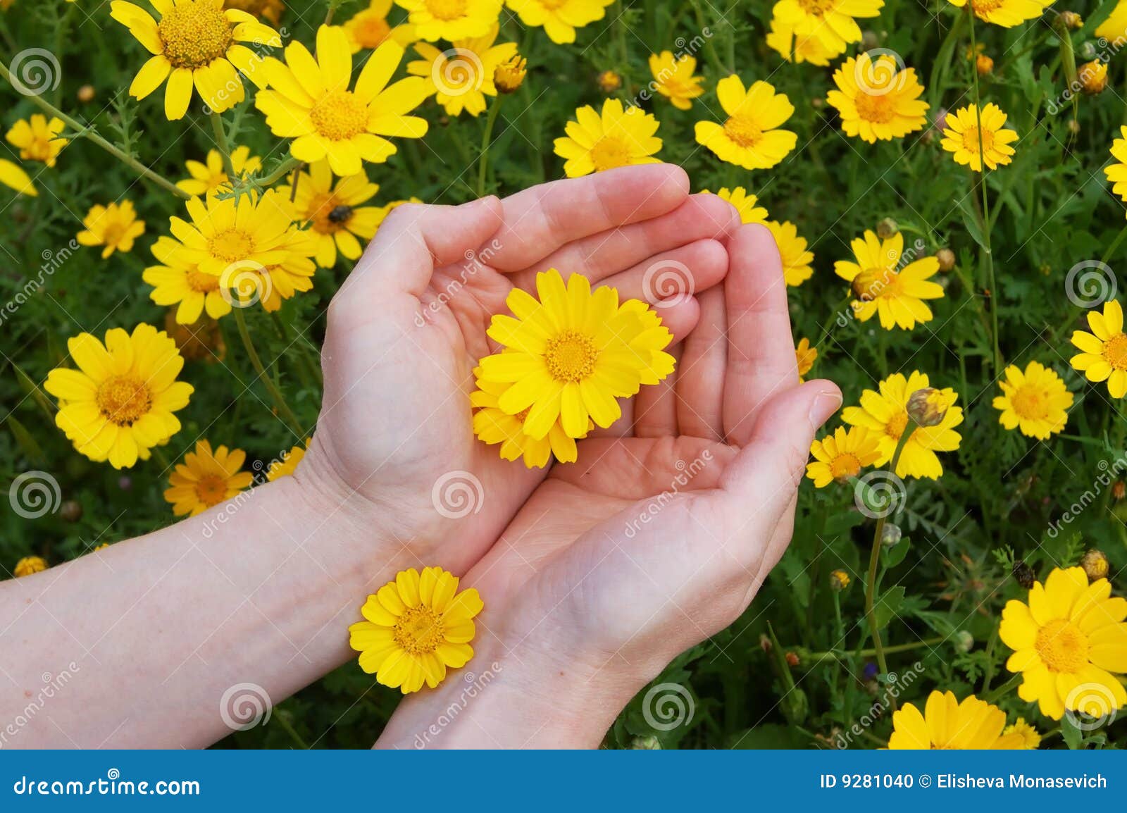 Flowers in womans hands stock photo. Image of bloom, skin - 9281040