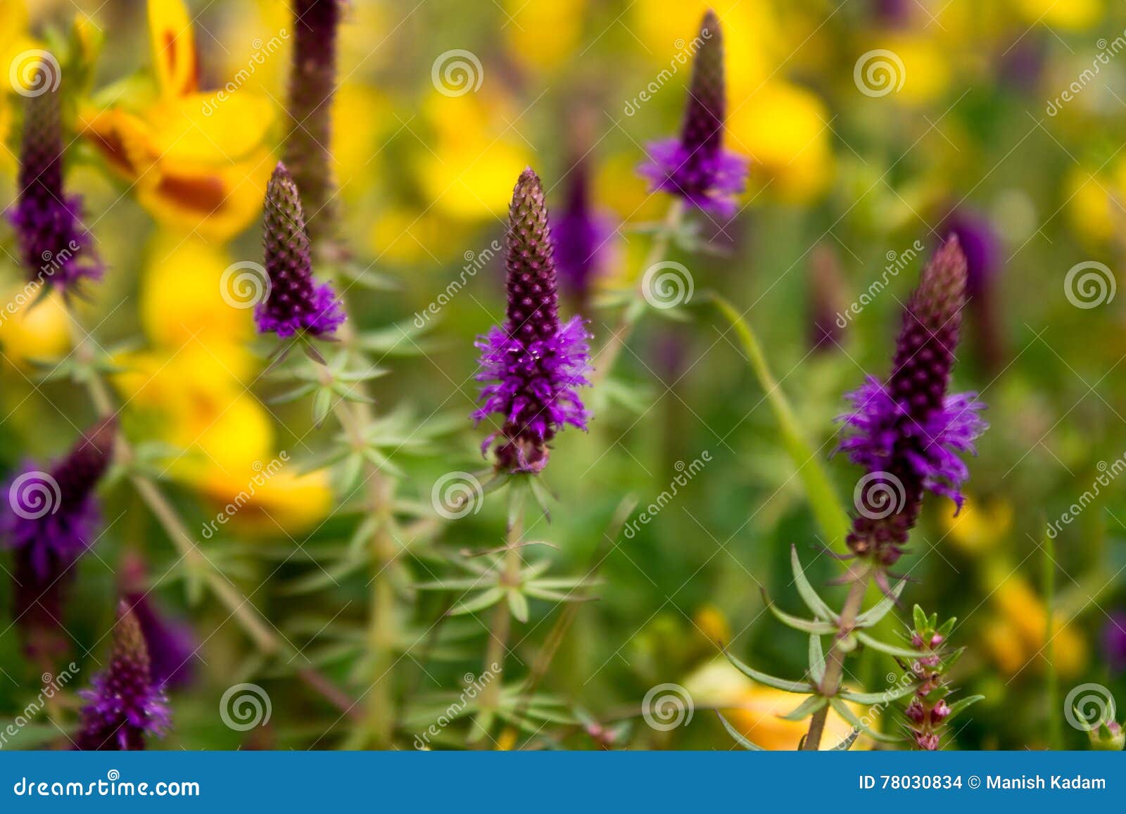 Pogostemon Deccanensis Also Known As Jambhli Manjiri Is A Small Erect ...