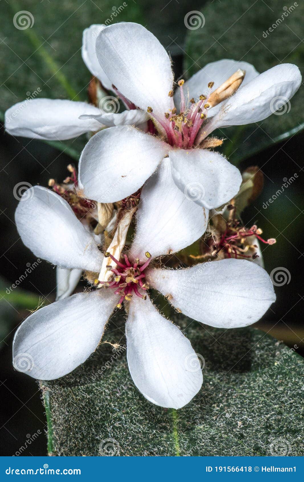 Flowers of Yeddo Hawthorne stock photo. Image of evergreen - 191566418