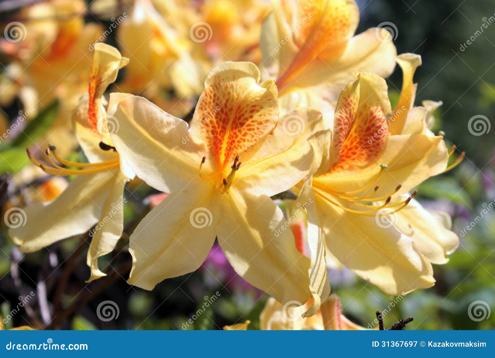 Flowers of yellow azalea stock image. Image of park, spring - 31367697