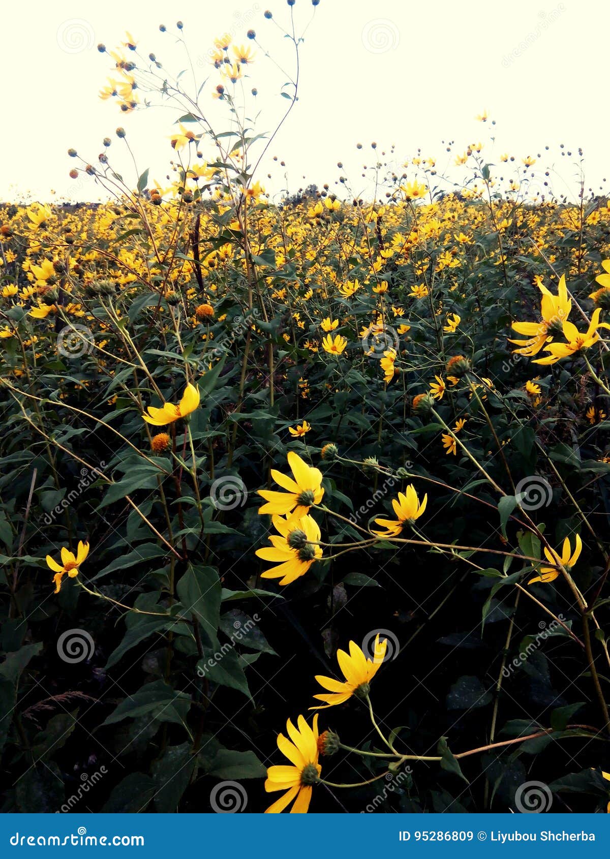 Flowers stock image. Image of yellow, dull, field, flowers - 95286809