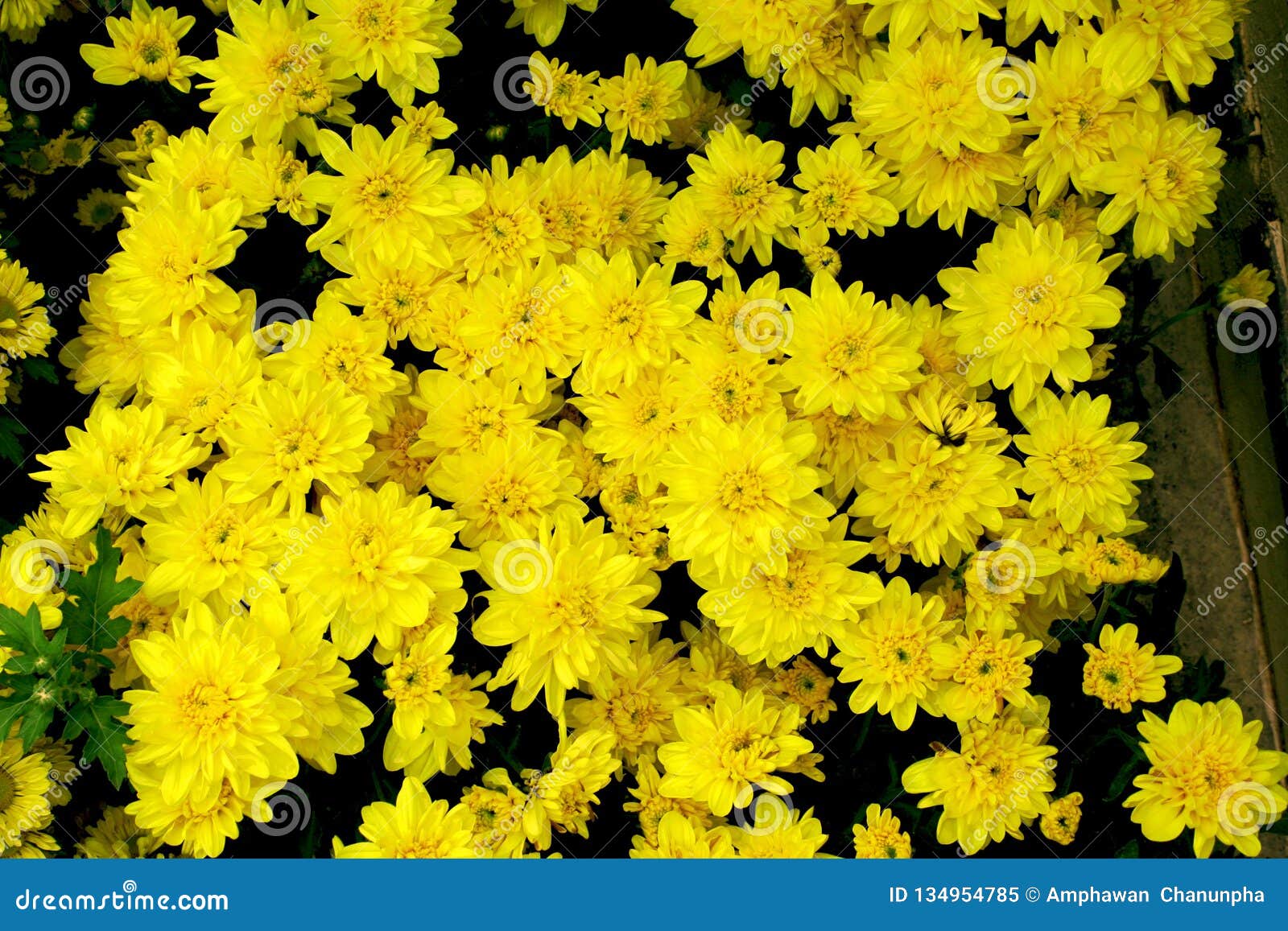 Flowers Yellow Blooming ,groups Stock Image - Image of color, flower ...