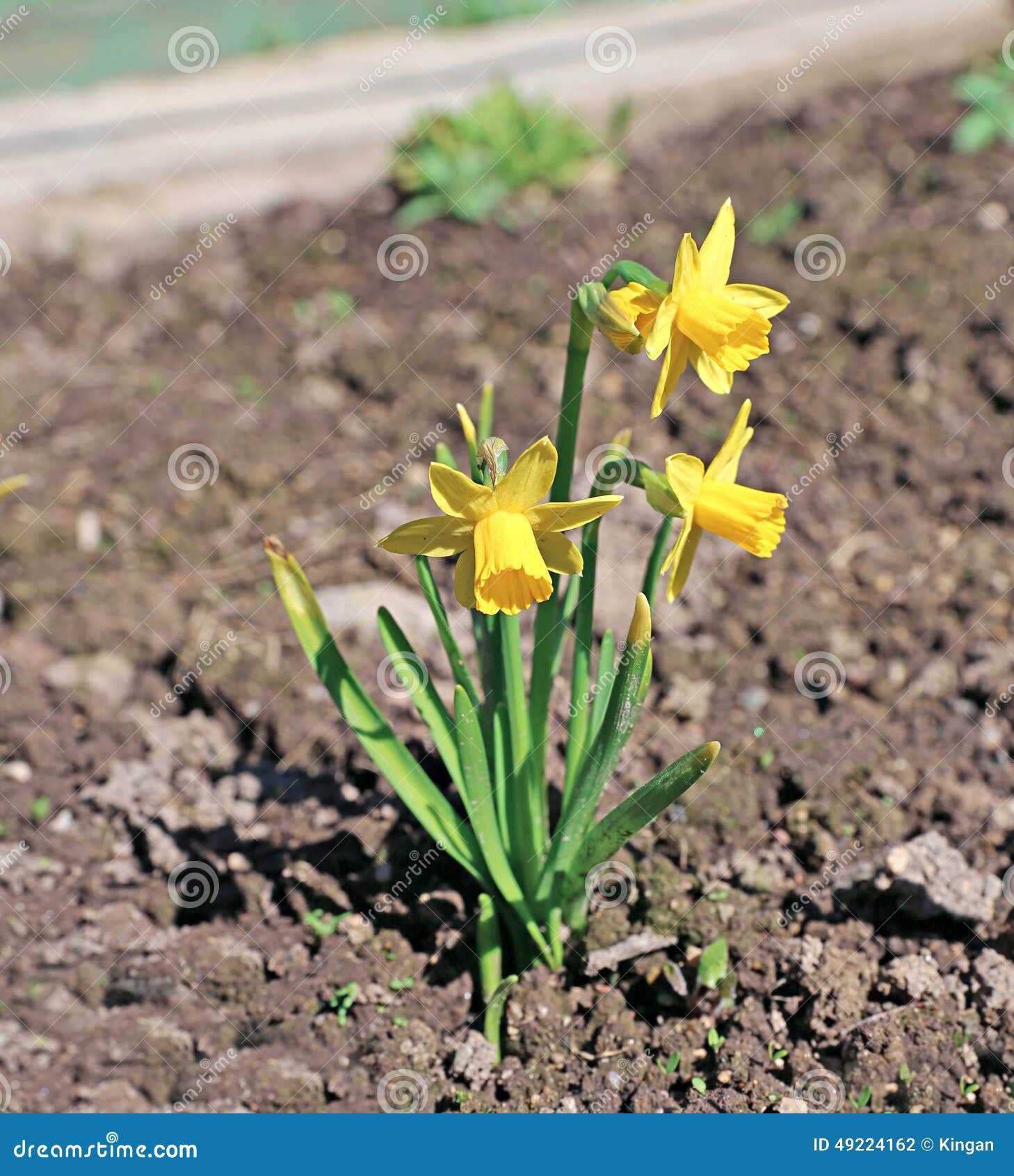 Flowers Yellow Daffodils in Early Spring Stock Photo - Image of flowers ...