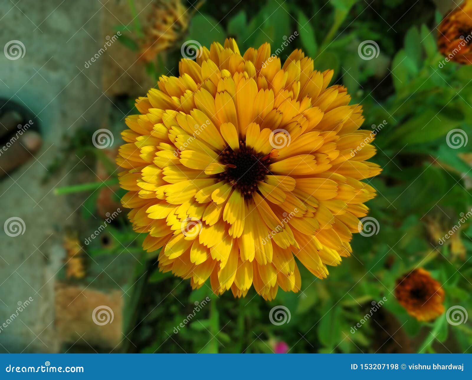 Flowers stock photo. Image of green, yellow, portrait - 153207198