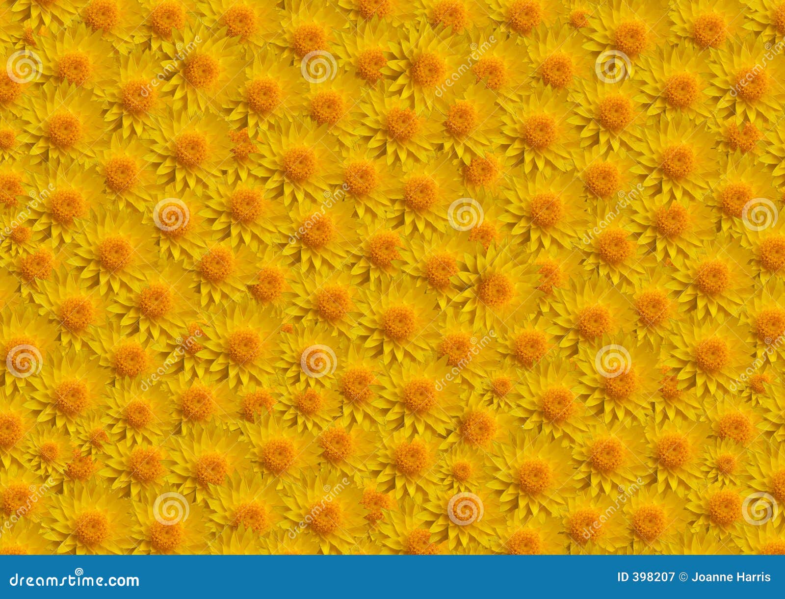 Flowers yellow fill large stock image. Image of flowers - 398207