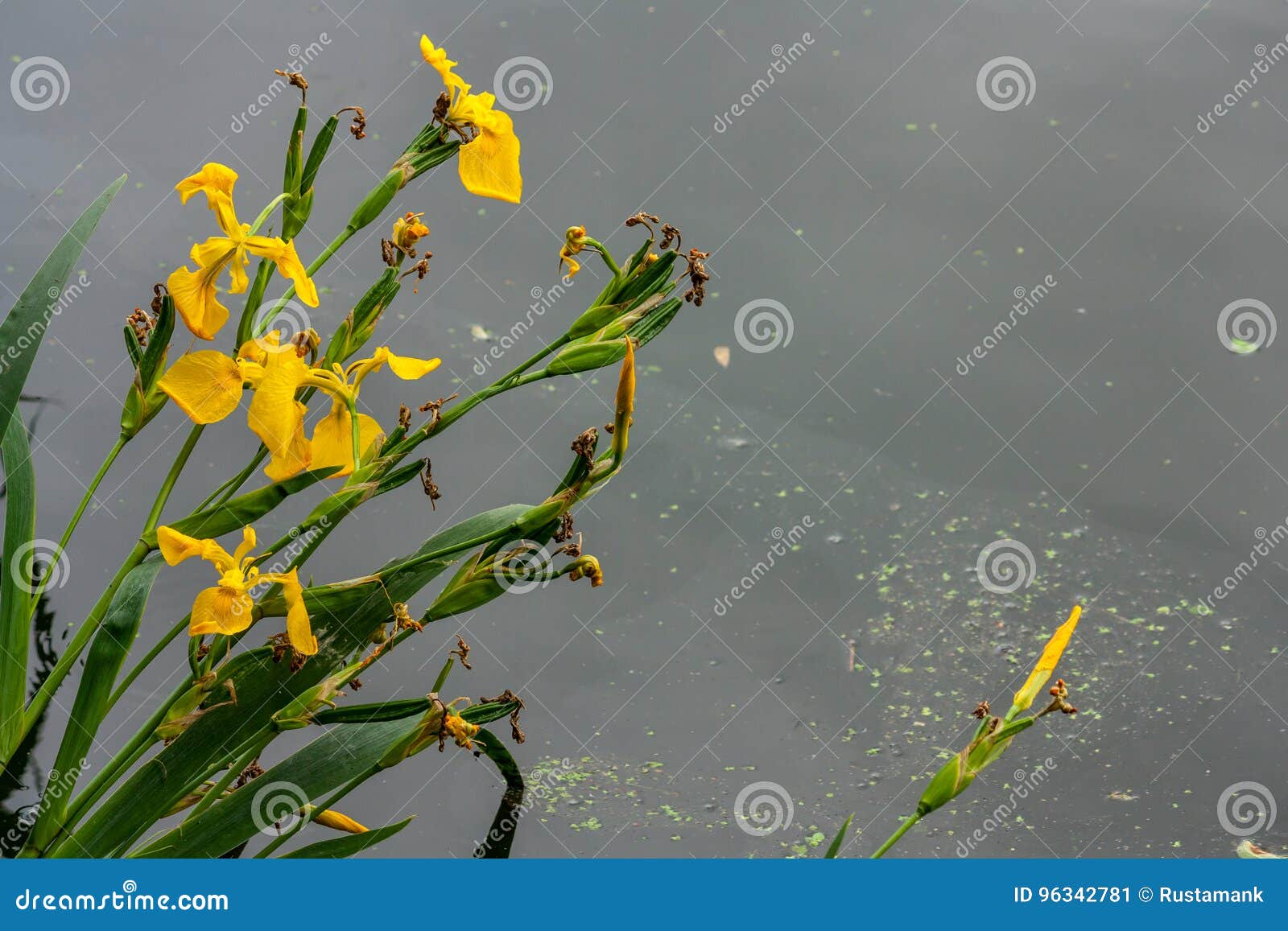 Flowers Yellow Iris Pseudacorus or Marsh in the Wild Stock Image ...