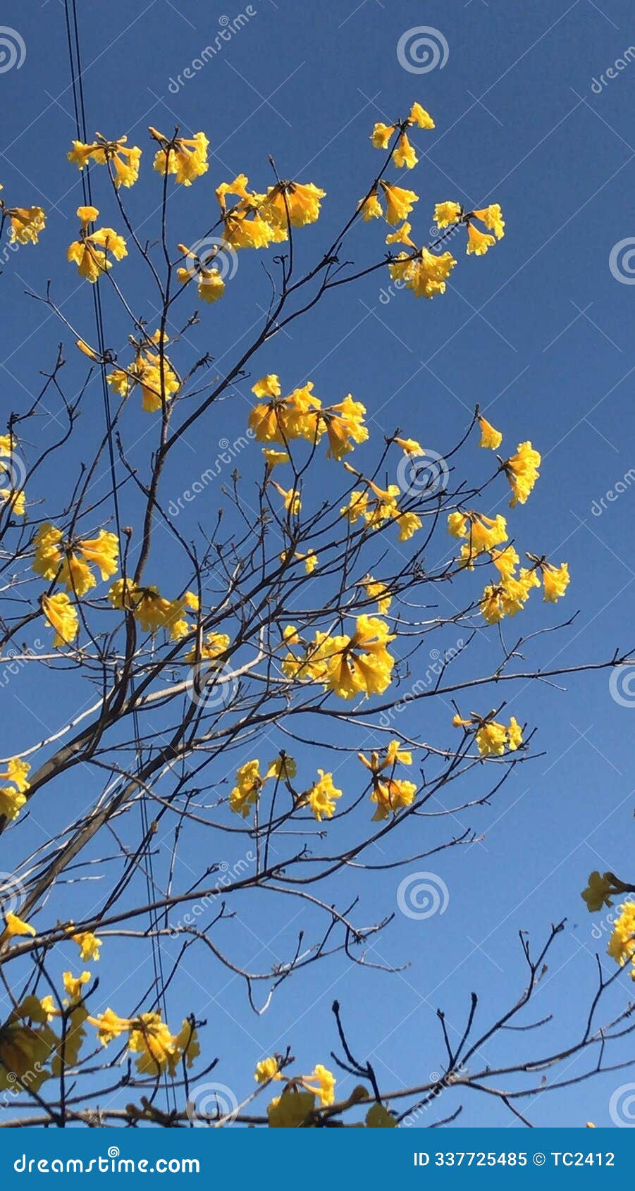 Yellow Lapacho Flower Stock Image | CartoonDealer.com #197066053