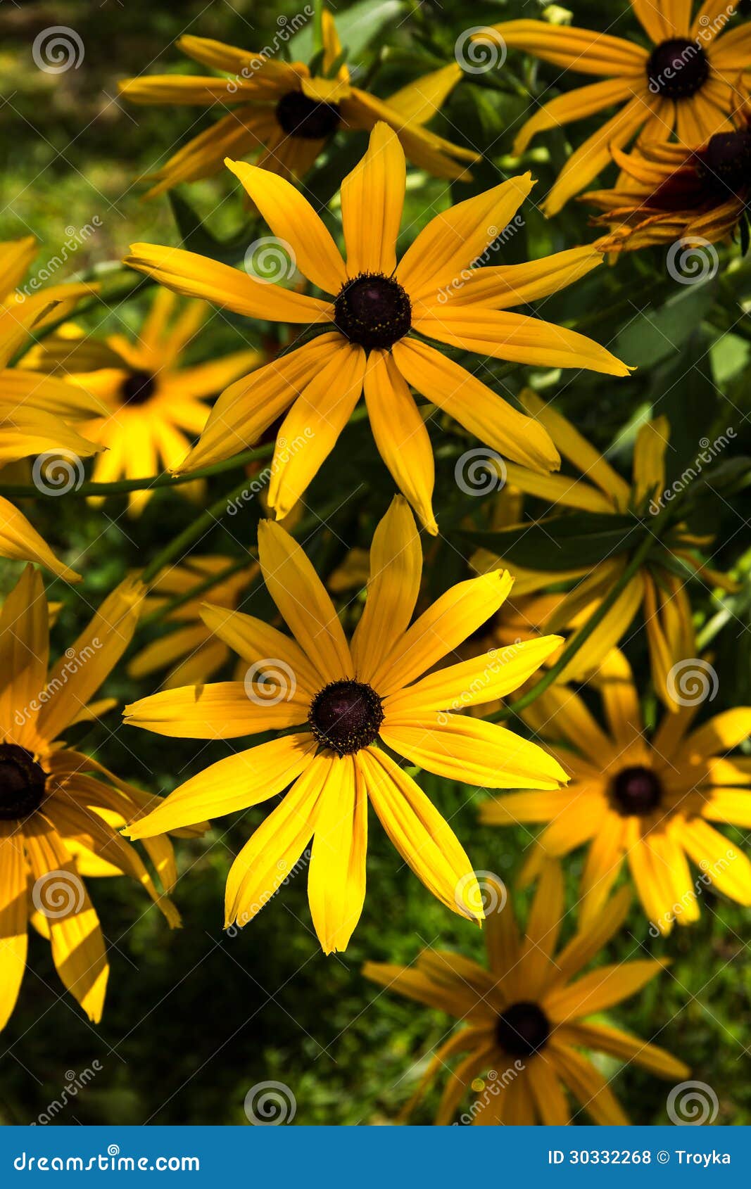 Yellow And Red Rudbeckia Hirta Coneflowers, Also Known As Black Eyed ...