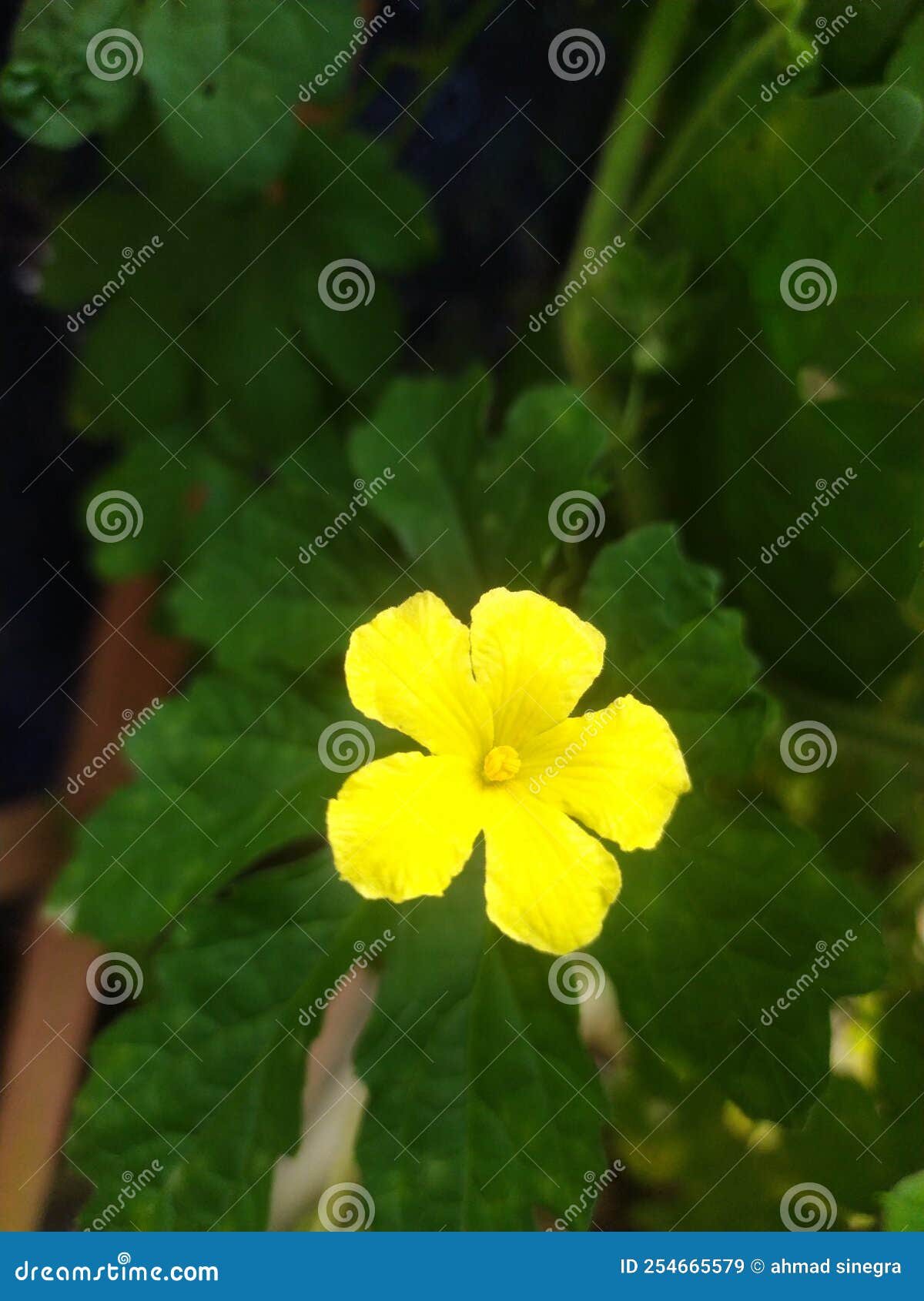 Flowers yelo kuning stock image. Image of yellow, yelo - 254665579