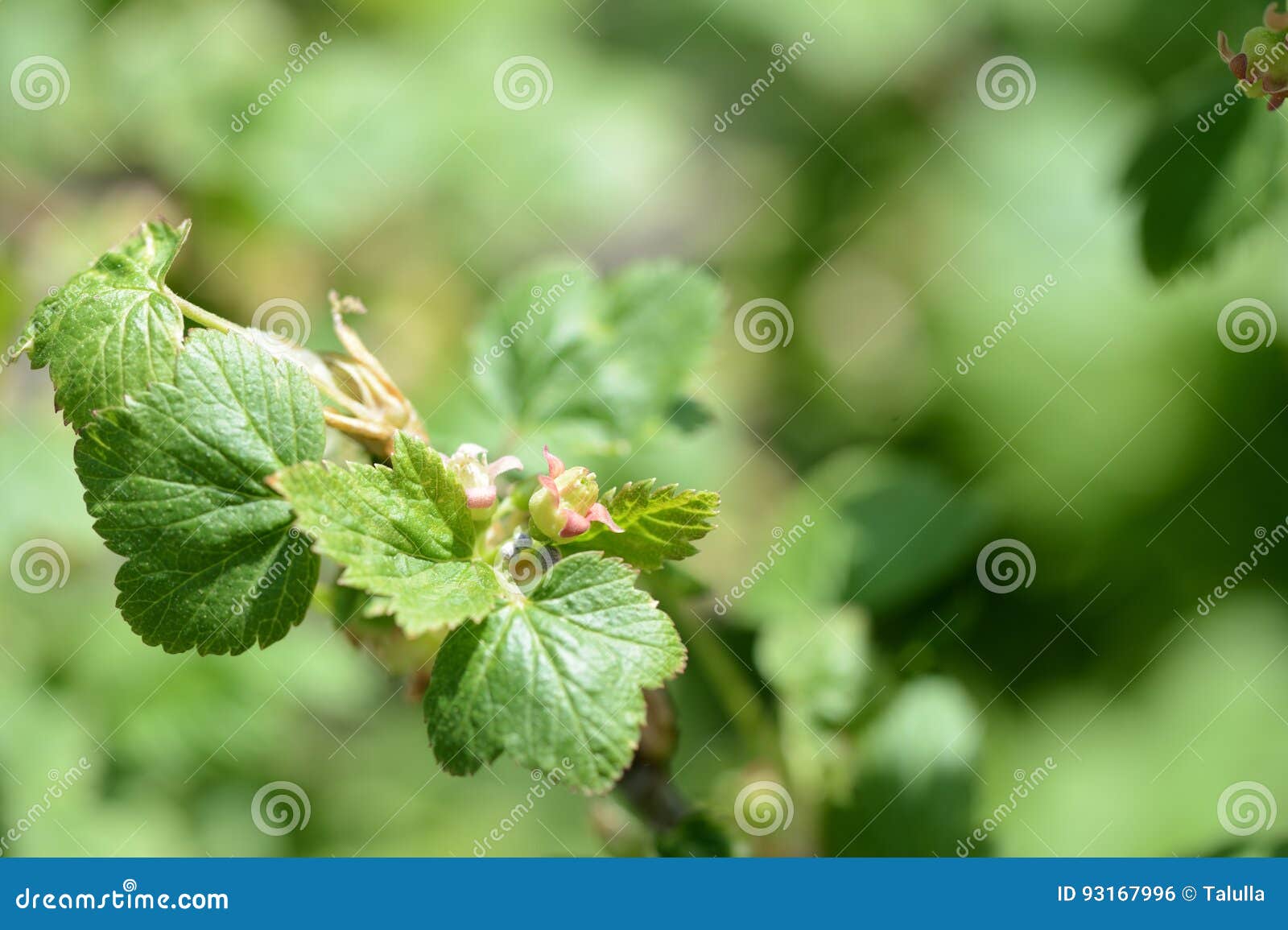 Flowers and Young Leaves on a Bush of Currant Stock Photo - Image of ...