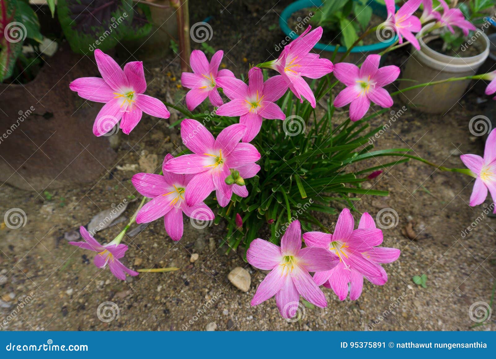 Flowers Zephyranthes Pink on Ground Stock Image - Image of beautiful ...