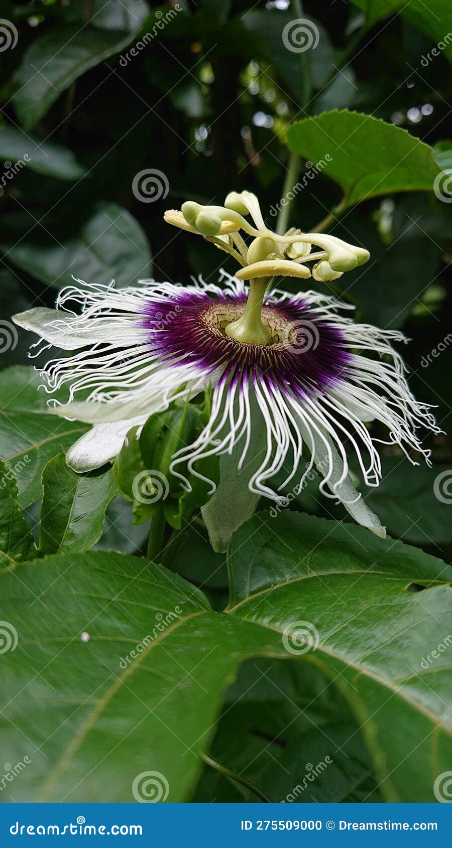 Flower that Well Become Fresh Fruit Stock Photo - Image of fresh, fruit ...