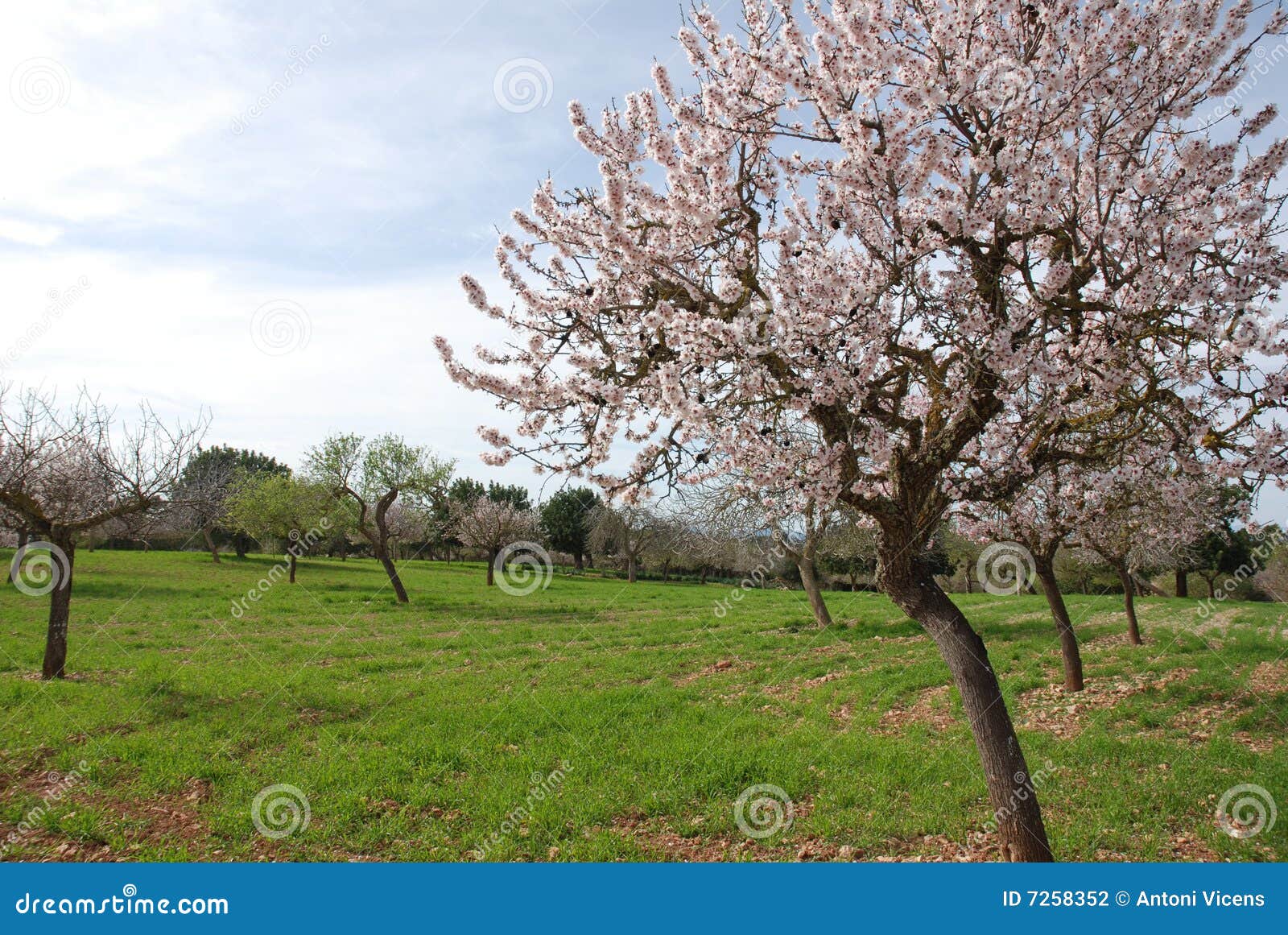 Flowery Almond Tree (spring) Stock Photo - Image of snacks, almonds ...