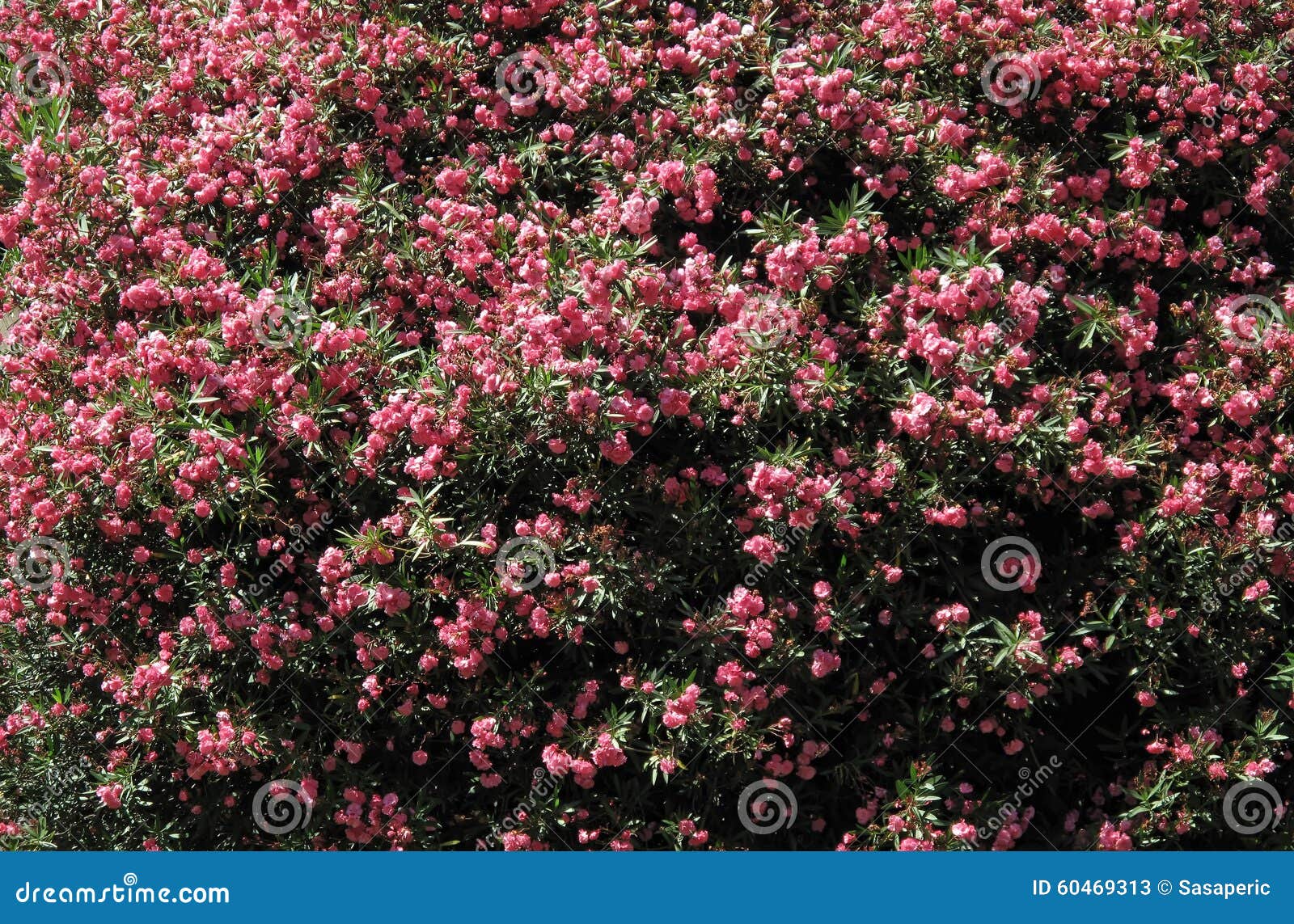 Flowery bush stock image. Image of leaf, travel, flora - 60469313